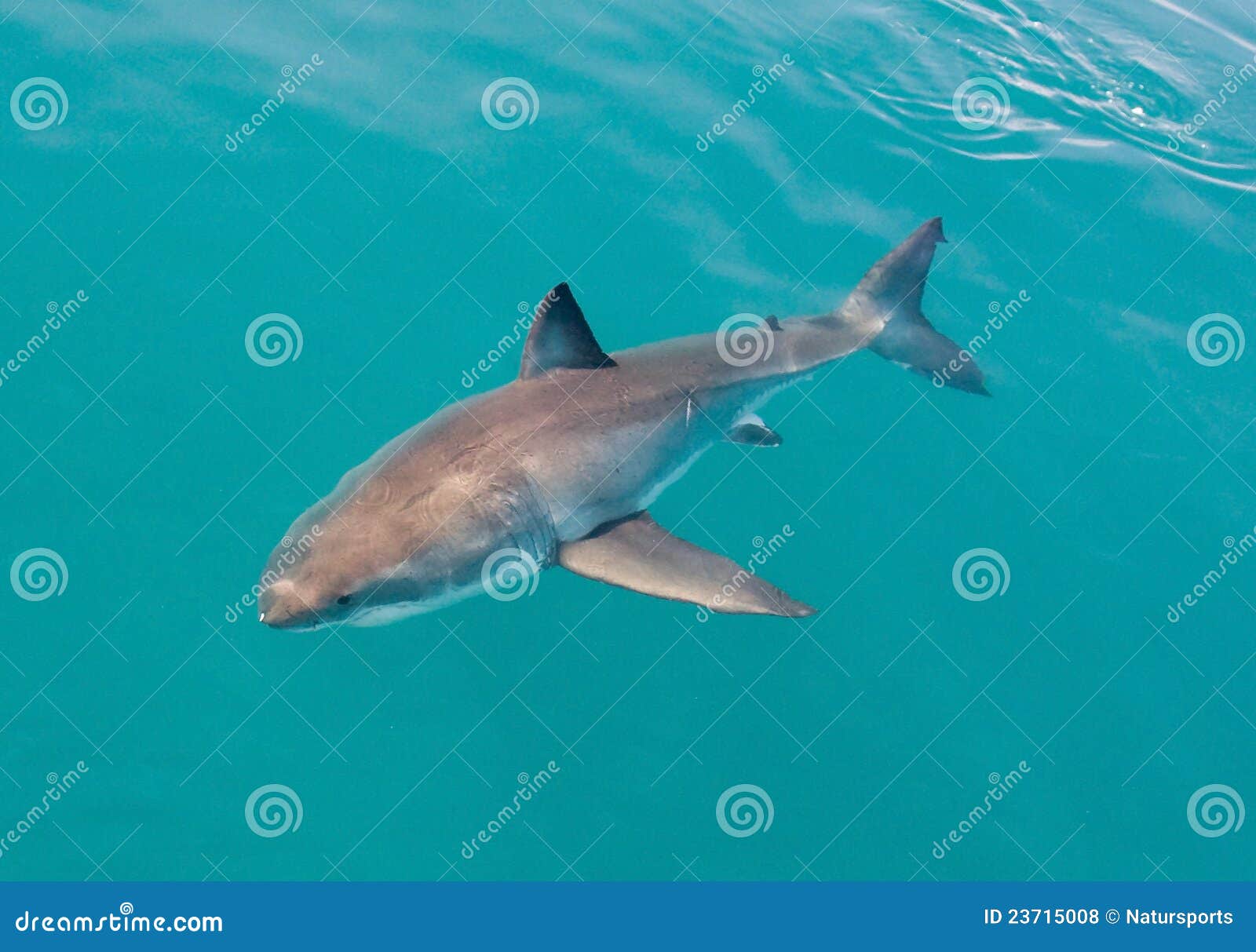 Squalo fotografia stock. Immagine di pericoloso, consultivo - 23715008