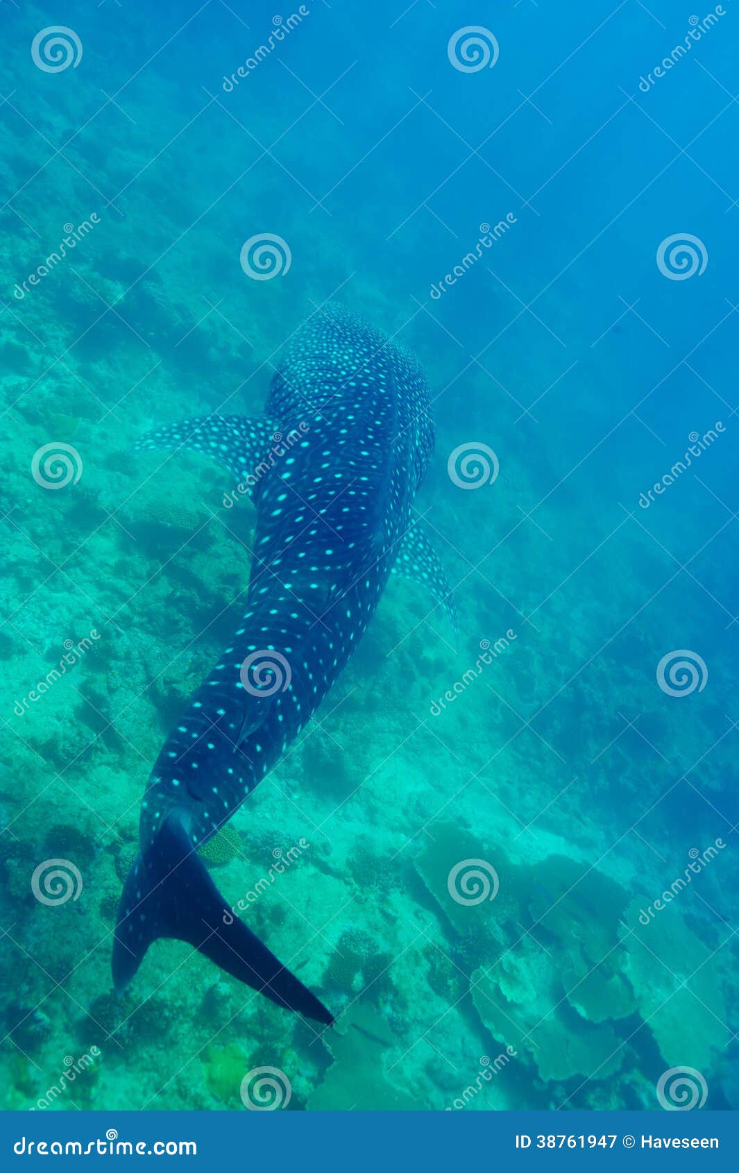 Squalo balena immagine stock. Immagine di oceano, snorkeling - 38761947