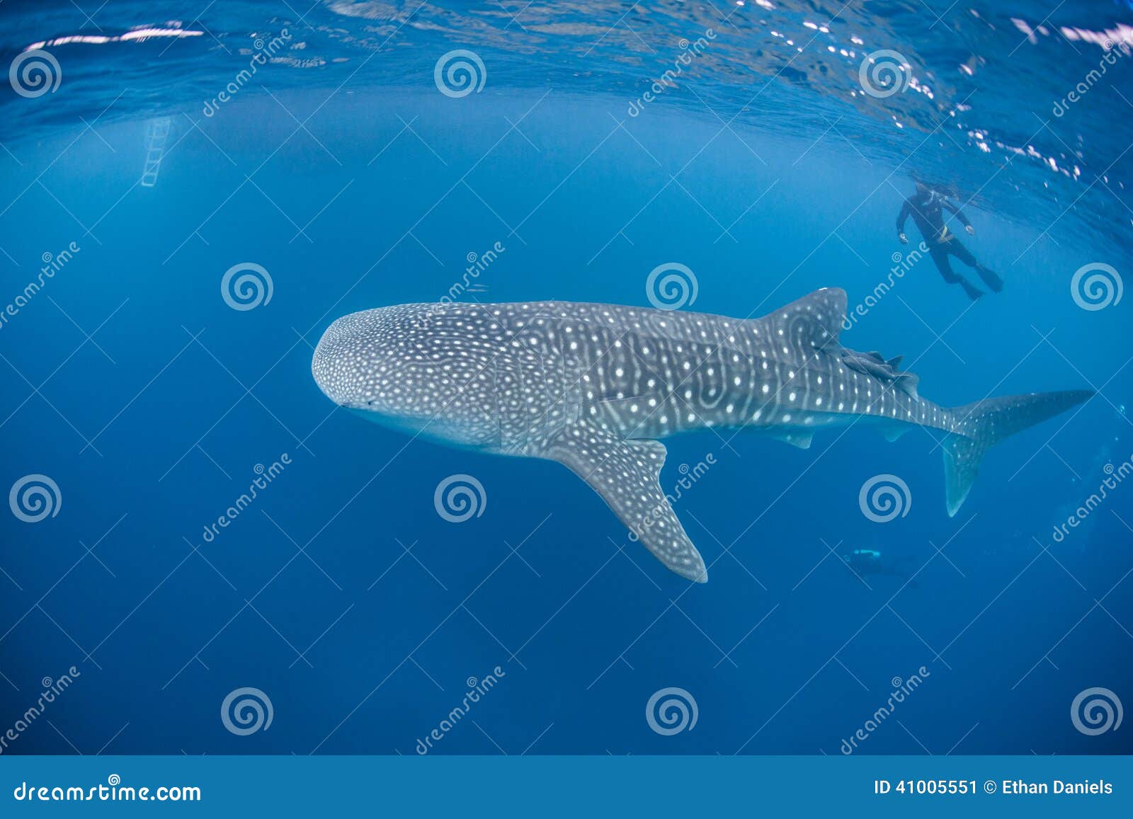 Squalo balena 3 immagine stock. Immagine di carnivoro - 41005551