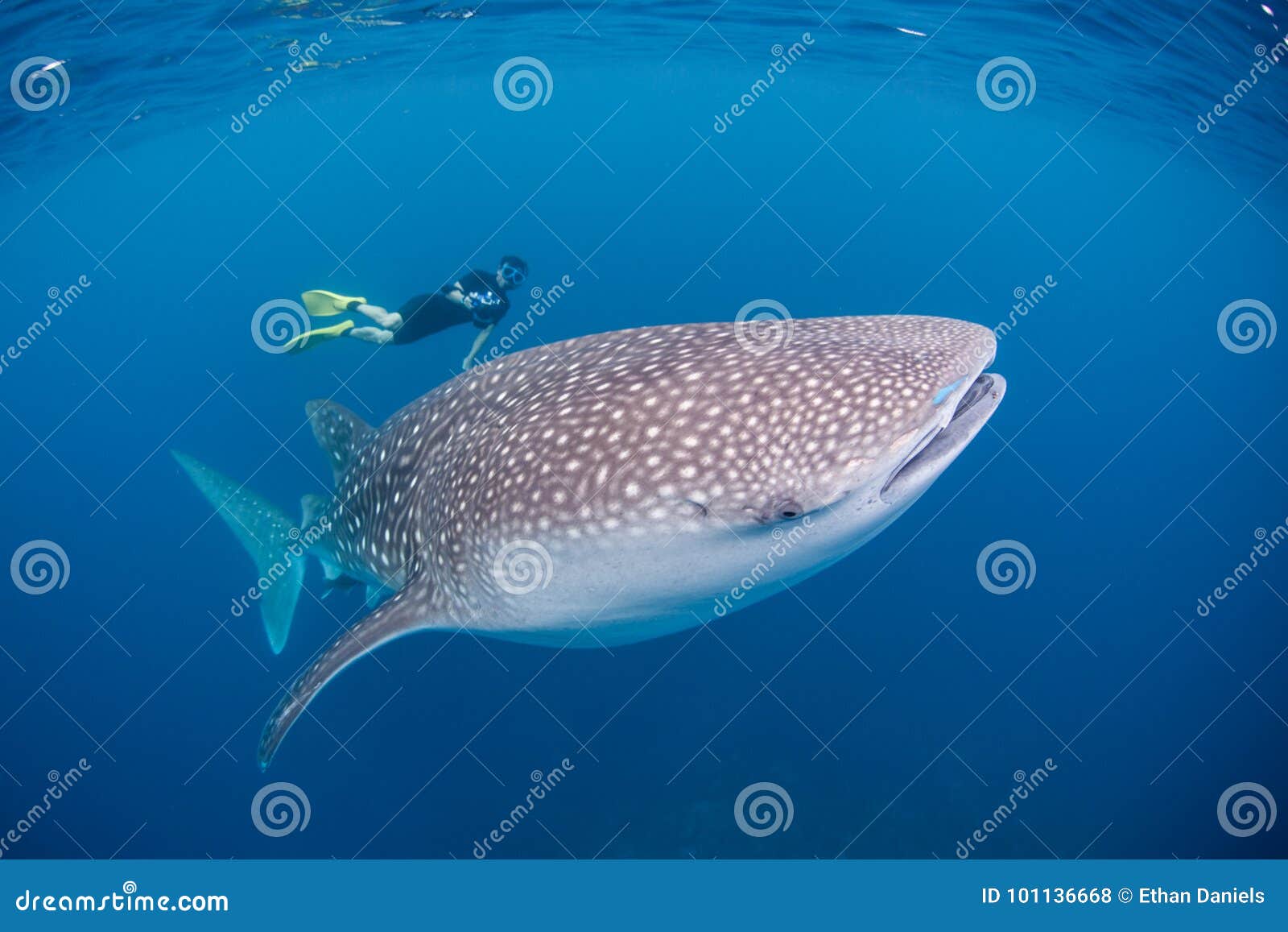 Squalo Balena Ed Operatore Subacqueo Fotografia Stock - Immagine di ...