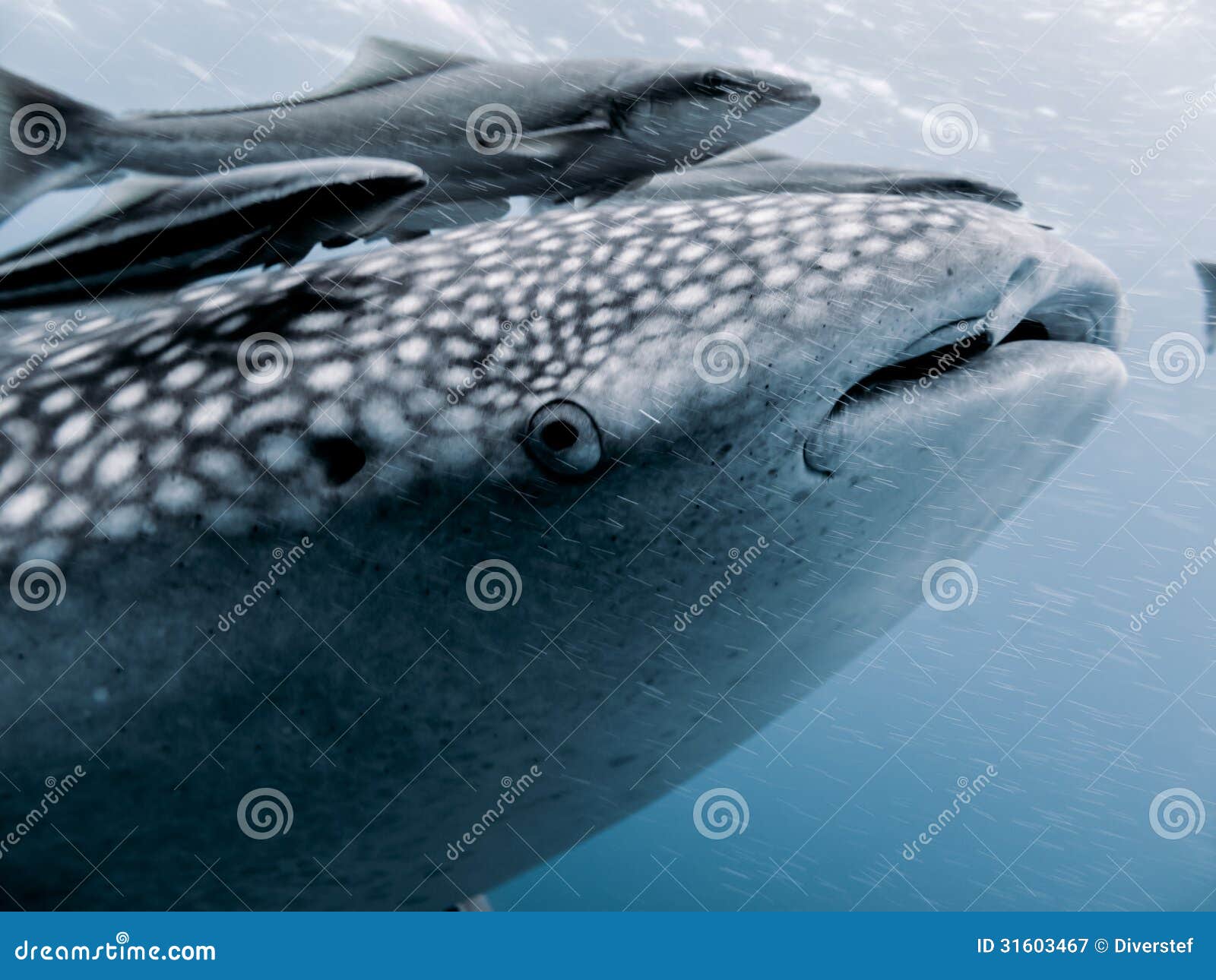 Squalo Balena - Rhincodon Typus Immagine Stock - Immagine di attraverso ...