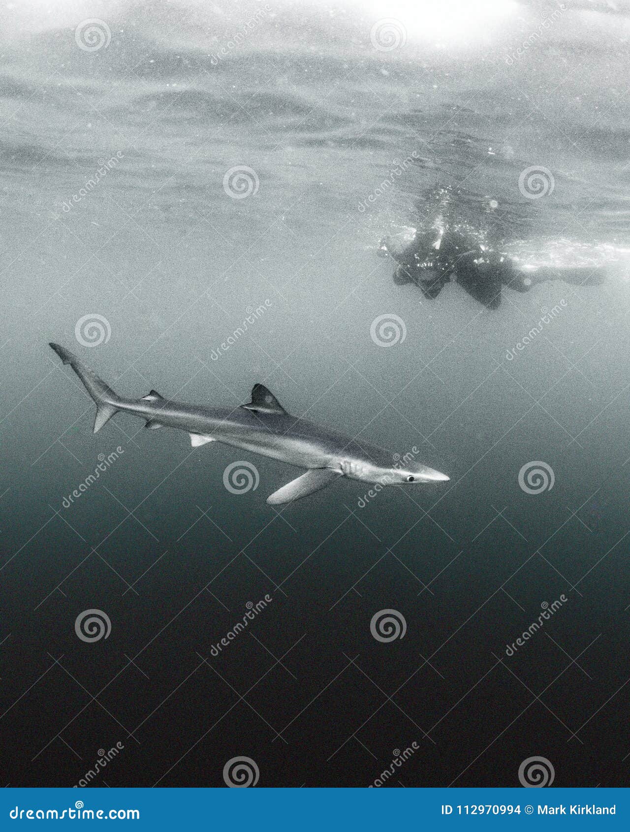 Squalo Blu E Fotografo Subacqueo Cornwall Prionace Glauca Fotografia ...