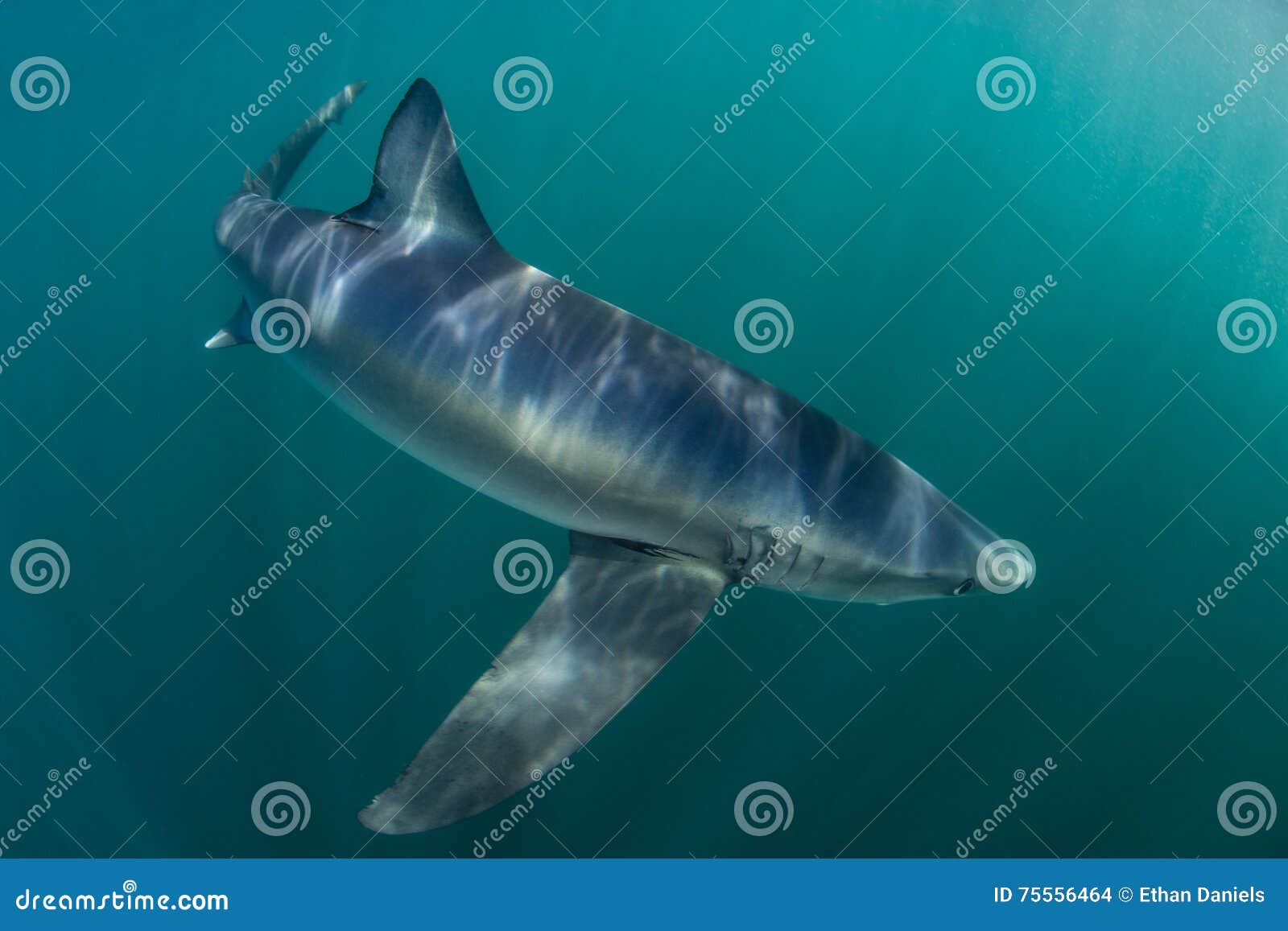 Squalo Blu Nell'Oceano Atlantico Fotografia Stock - Immagine di sano ...