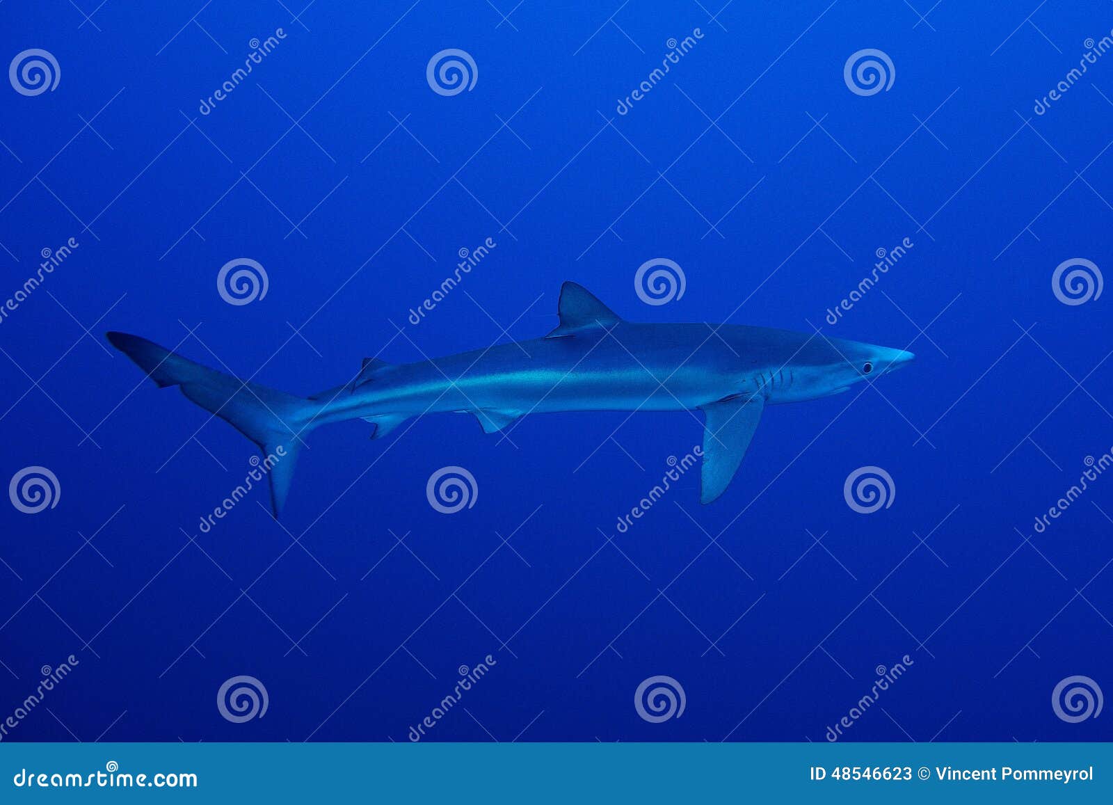 Squalo Blu (prionace Glauca) Immagine Stock - Immagine di atlantico ...