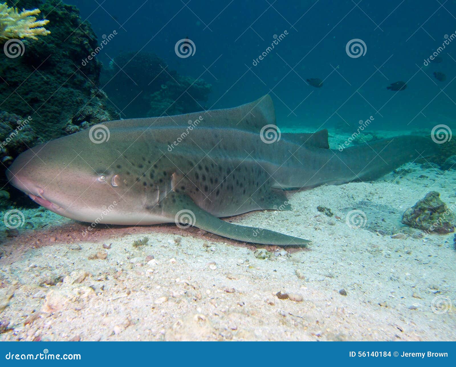 Squalo della zebra fotografia stock. Immagine di arabo - 56140184