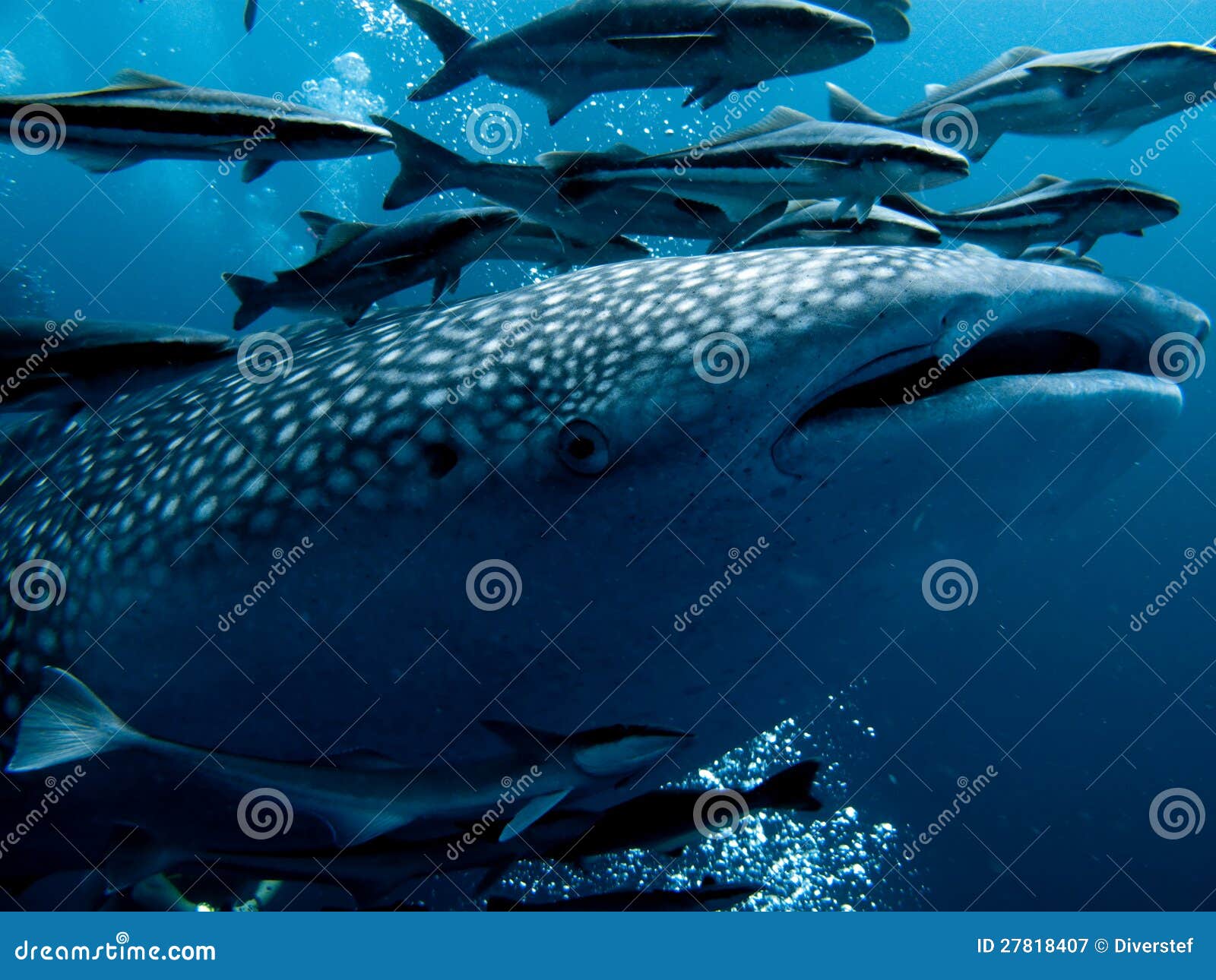 Squalo Di Balena - Typus Del Rhincodon Immagine Stock - Immagine di ...