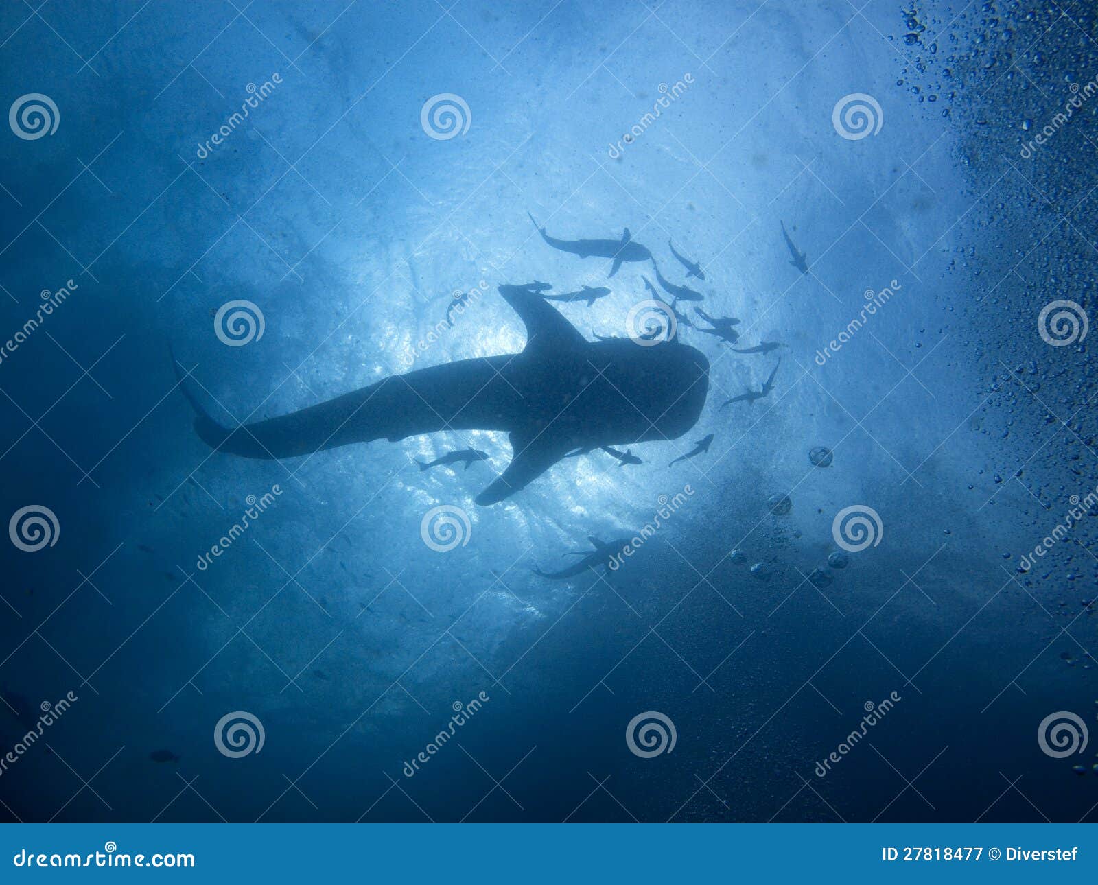 Squalo Di Balena - Typus Del Rhincodon Immagine Stock - Immagine di ...