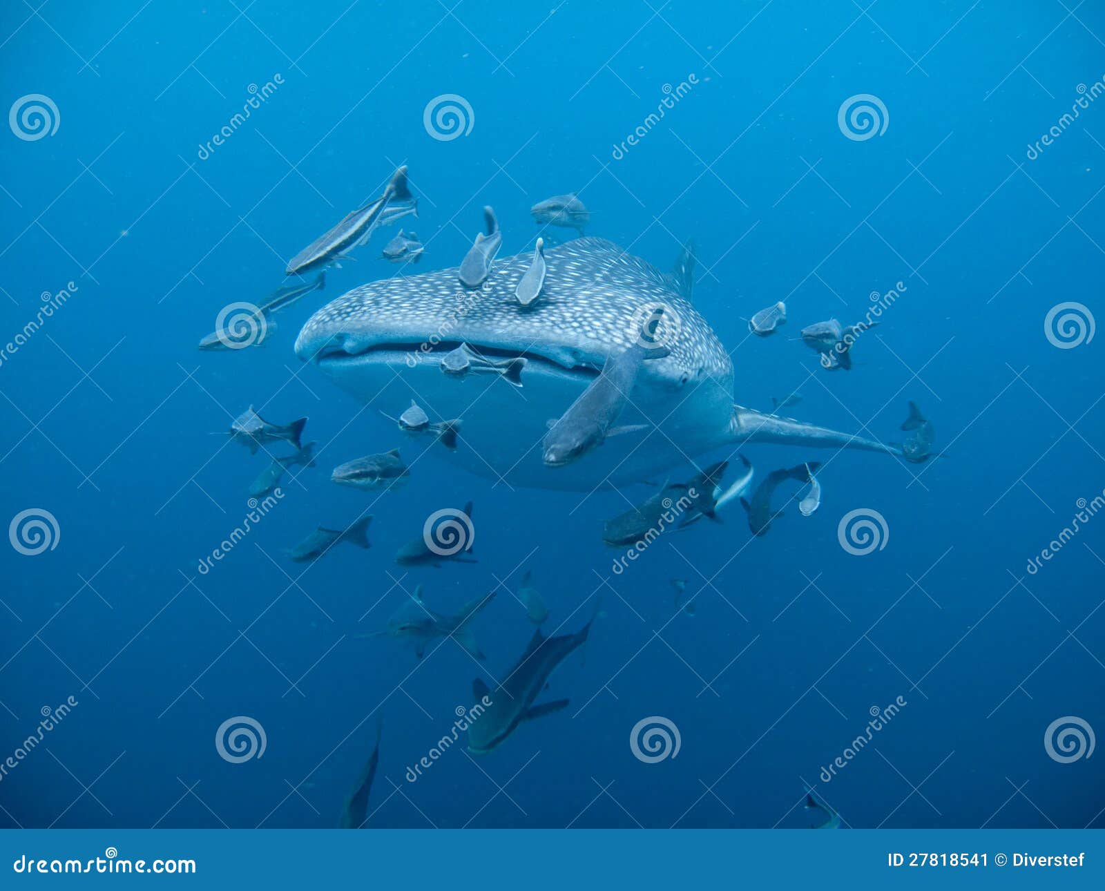 Squalo Di Balena - Typus Del Rhincodon Immagine Stock - Immagine di ...