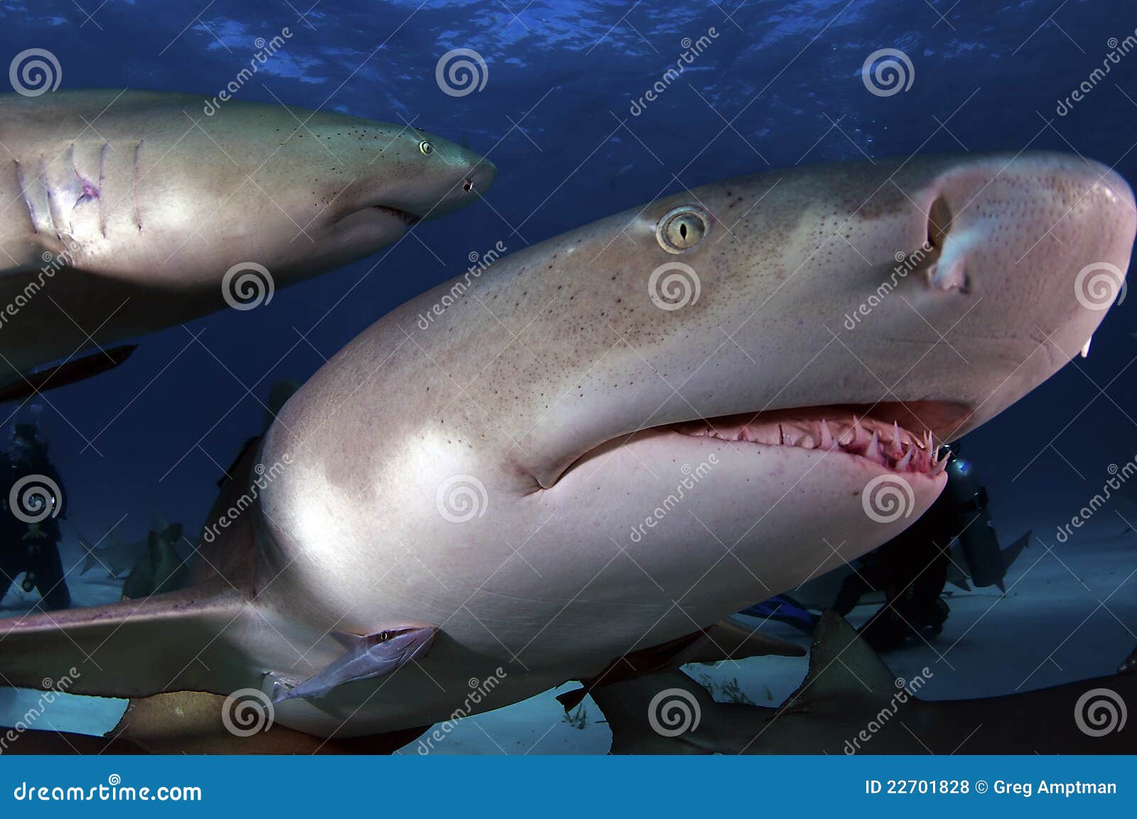 Squalo di limone fotografia stock. Immagine di turismo - 22701828