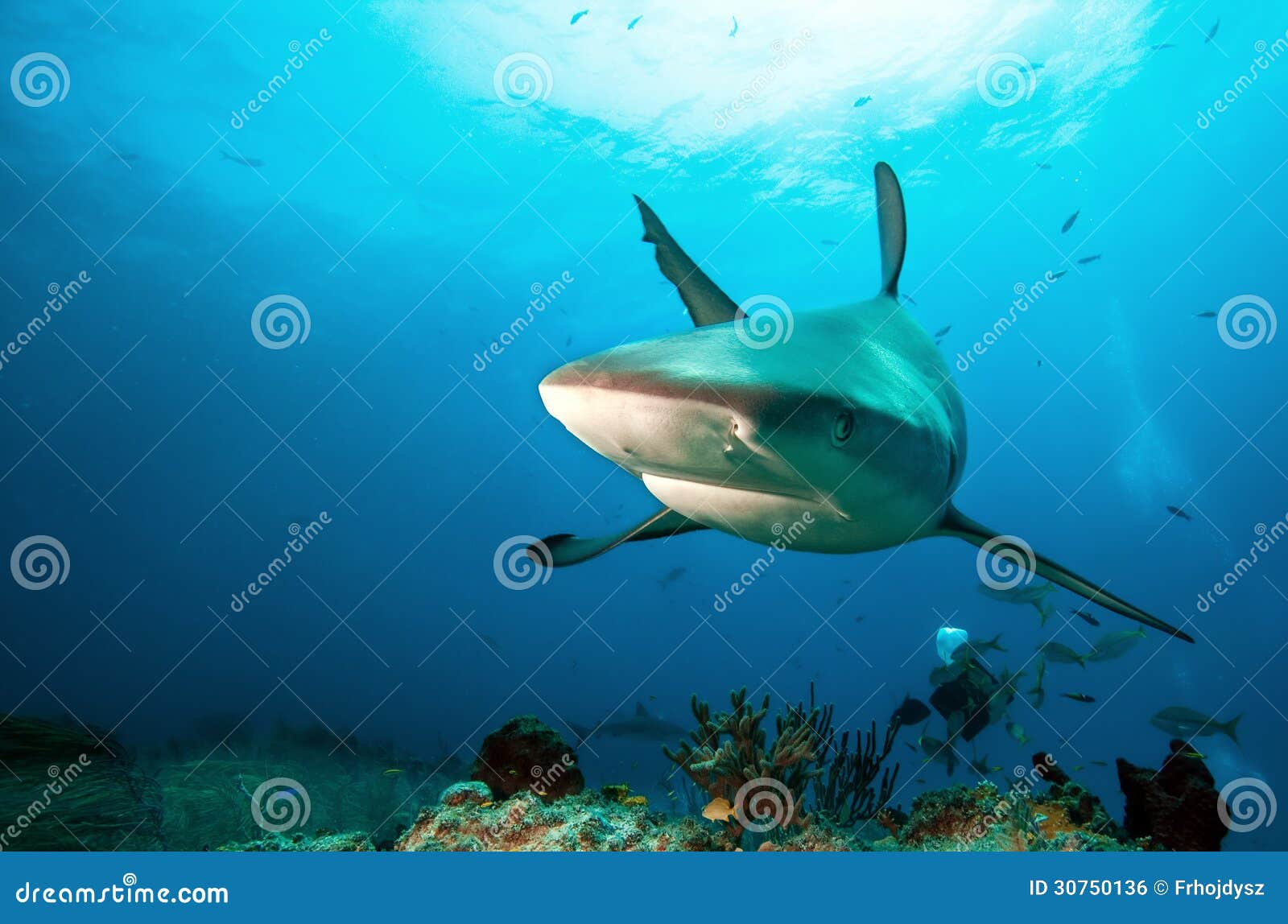 Squalo di limone fotografia stock. Immagine di oceano - 30750136