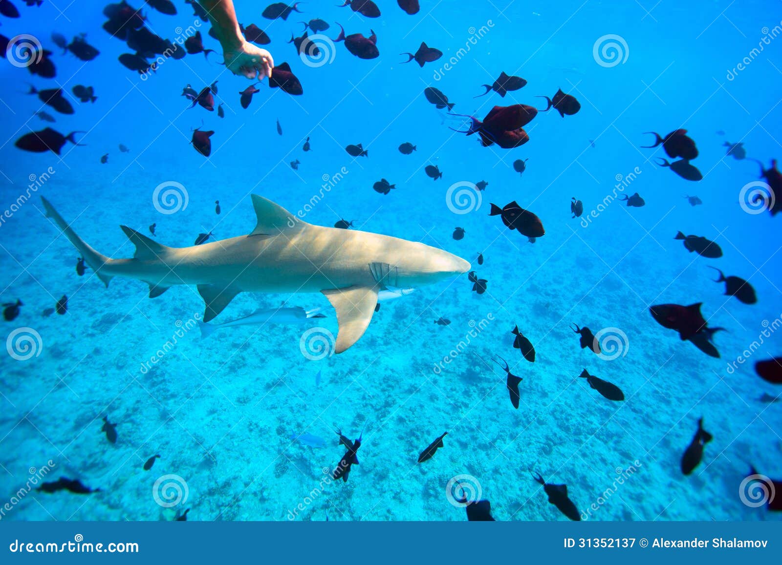 Squalo di limone immagine stock. Immagine di tropicale - 31352137