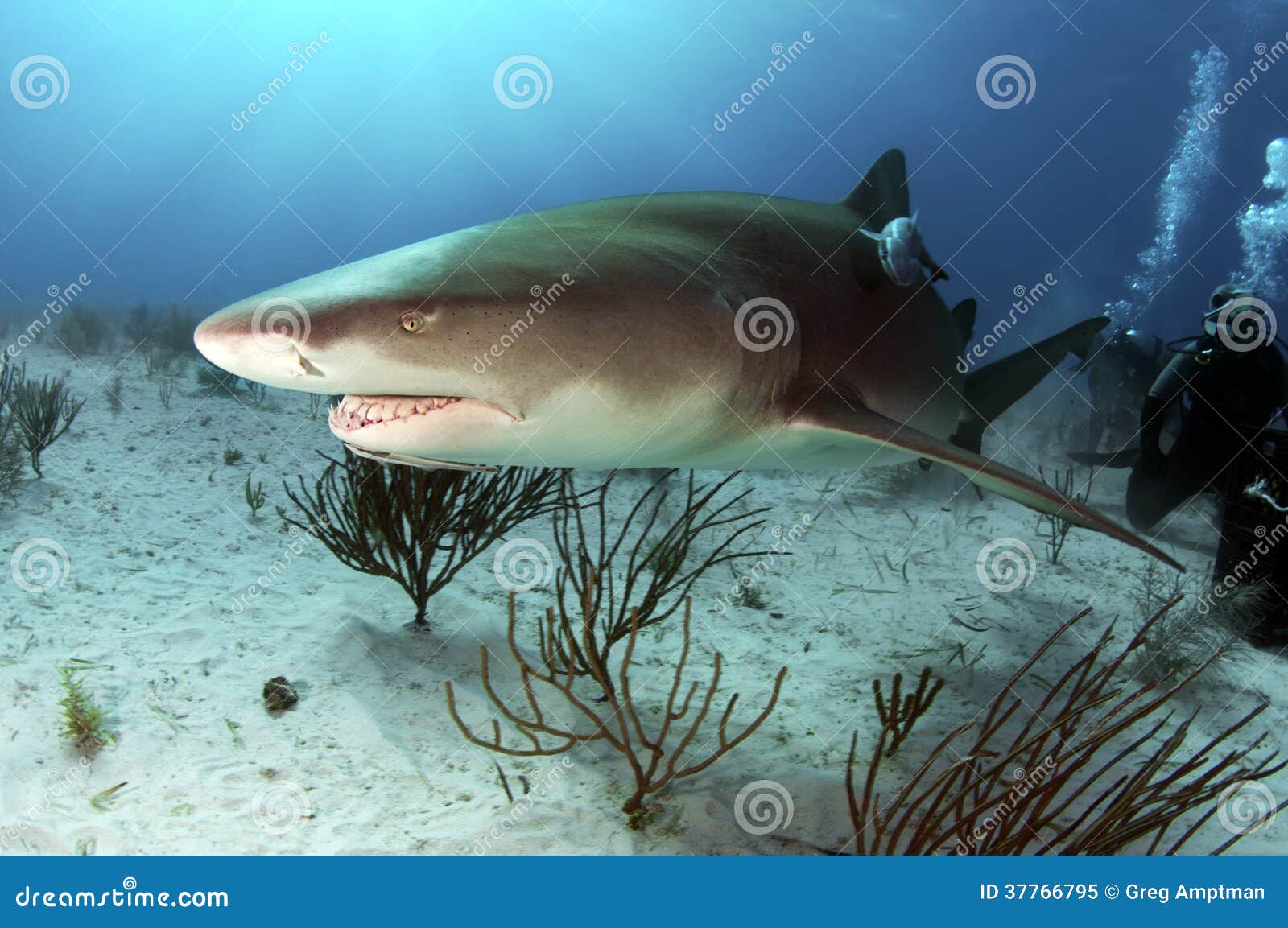 Squalo di limone immagine stock. Immagine di acqua, sottomarino - 37766795