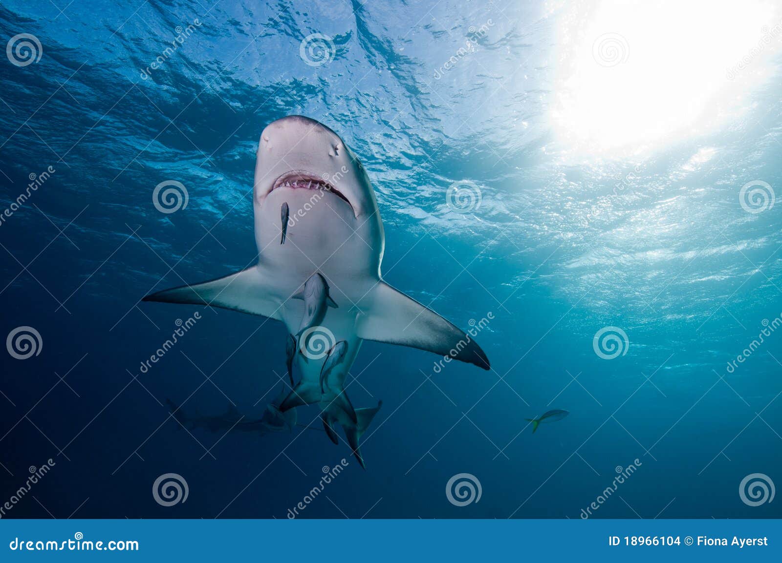 Squalo Di Limone E Pesci Del Remora Fotografia Stock - Immagine di ...