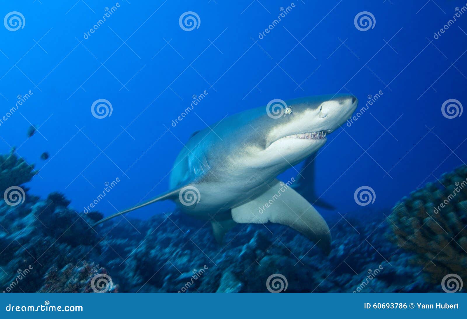 SQUALO Di LIMONE/negaprion Acutidens Fotografia Stock - Immagine di ...