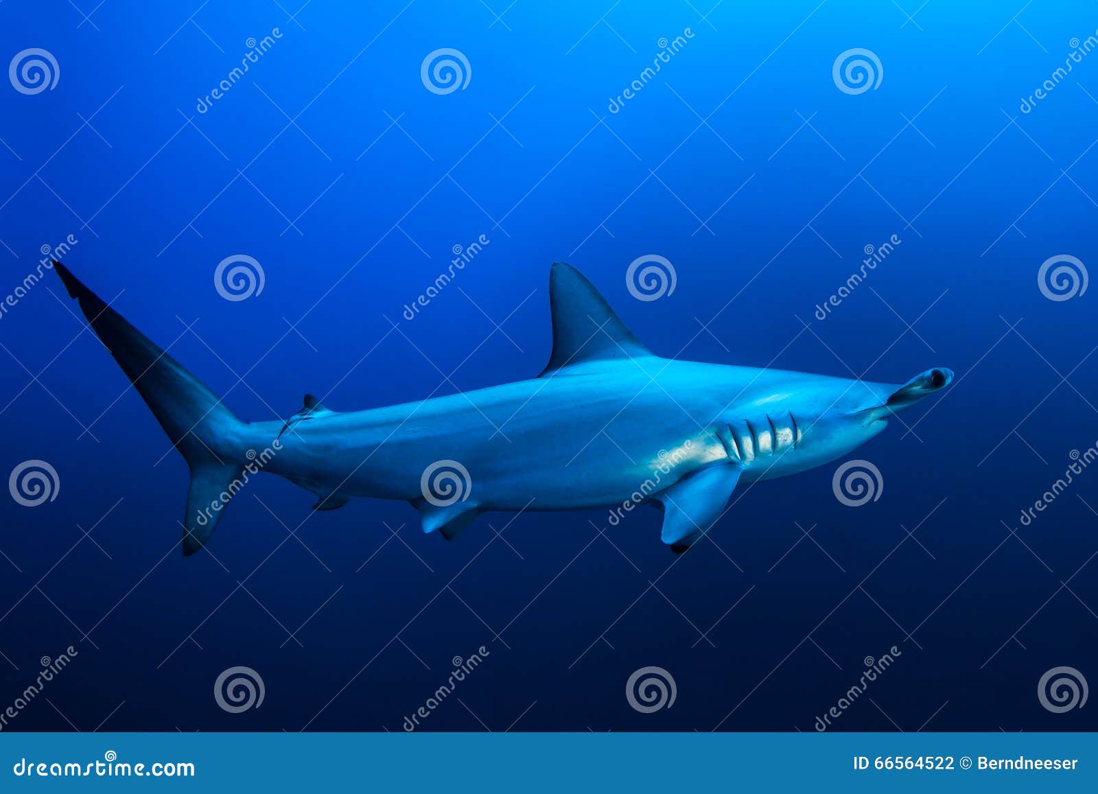 Squalo di pesce martello fotografia stock. Immagine di predatore - 66564522