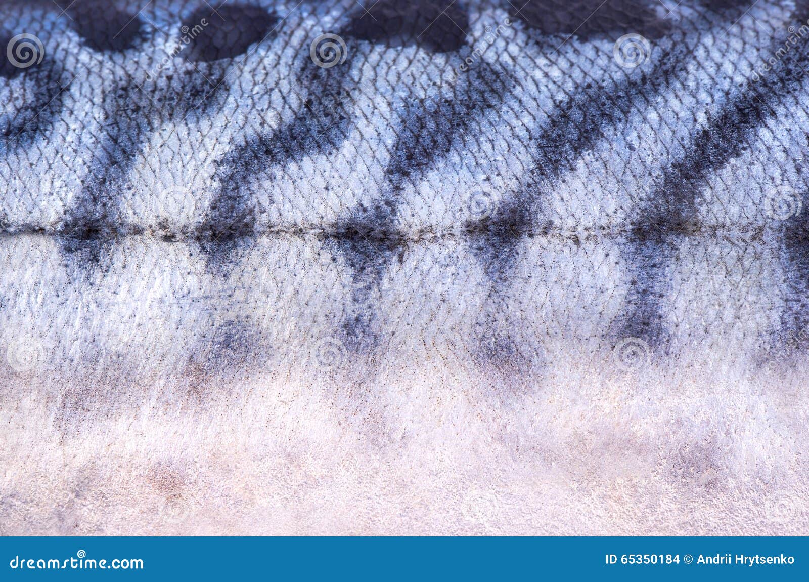 Squama fish Mackerel stock photo. Image of mouth, fish - 65350184