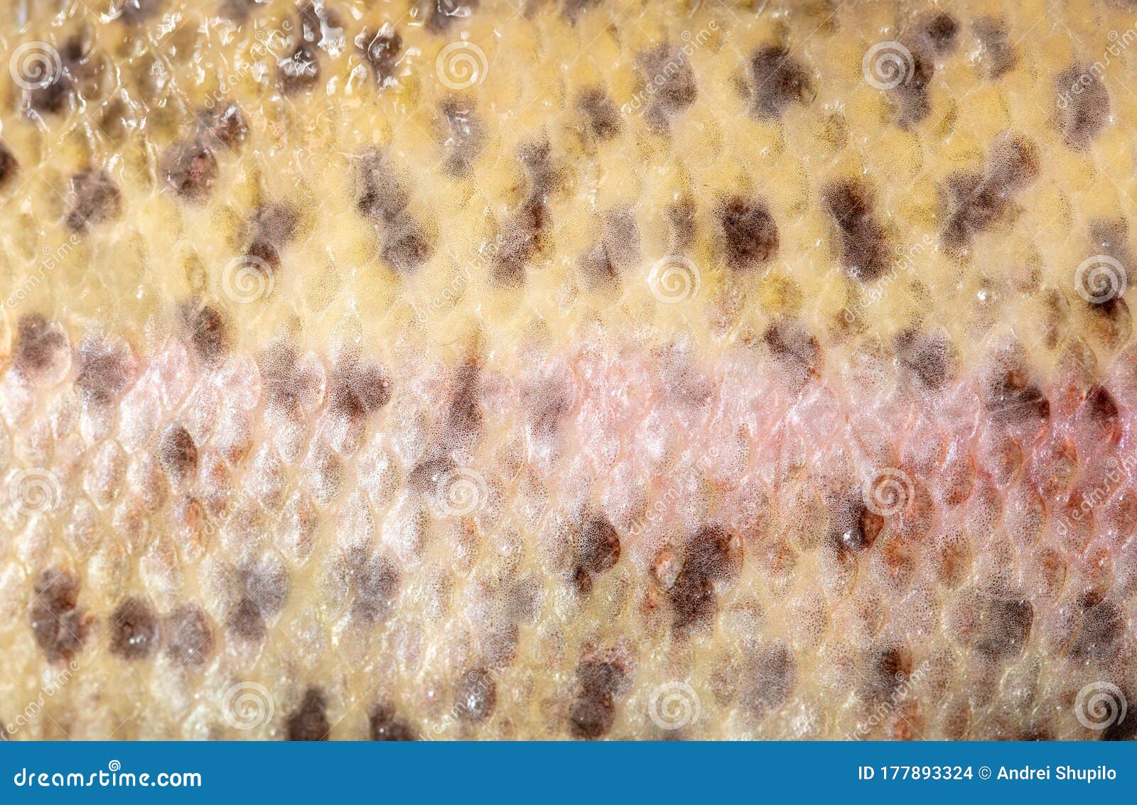 Squama Trout Fish As Abstract Background Stock Photo - Image of trout ...