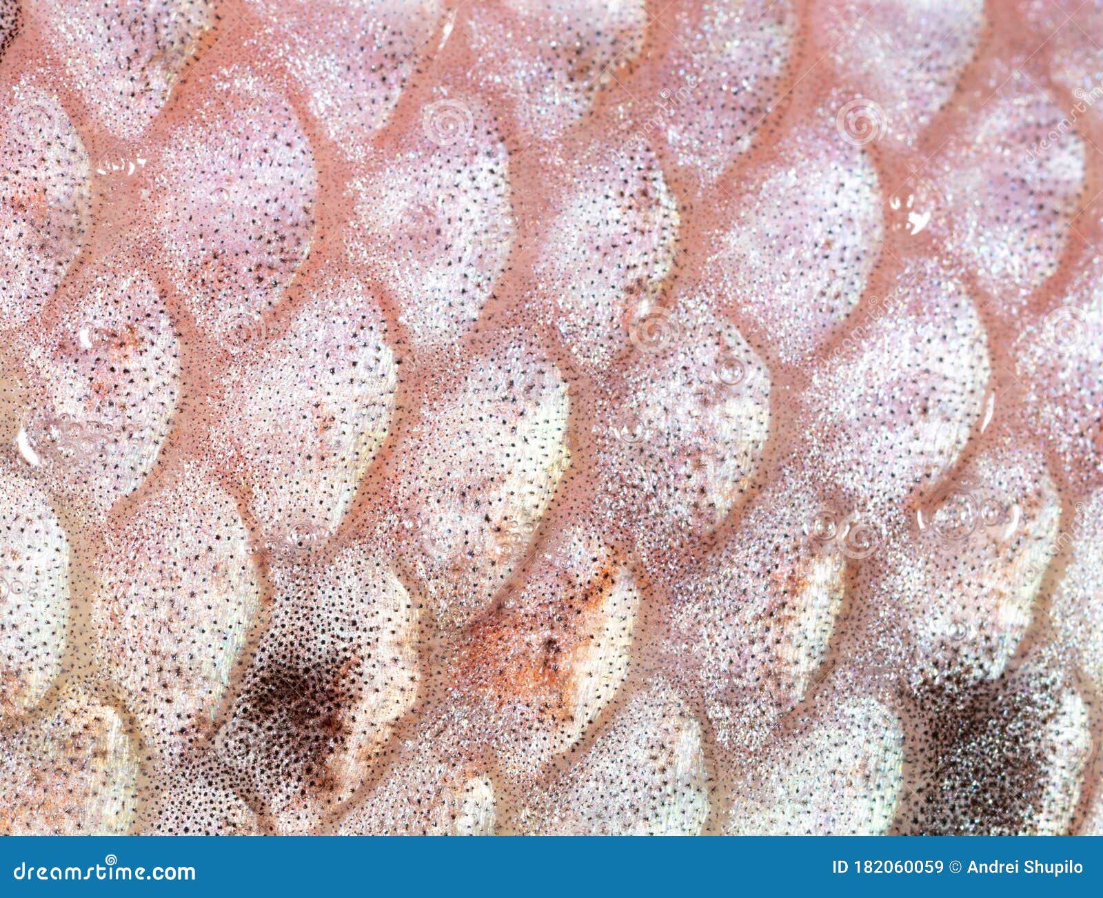 Squama Trout Fish As Abstract Background Stock Image - Image of fishing ...