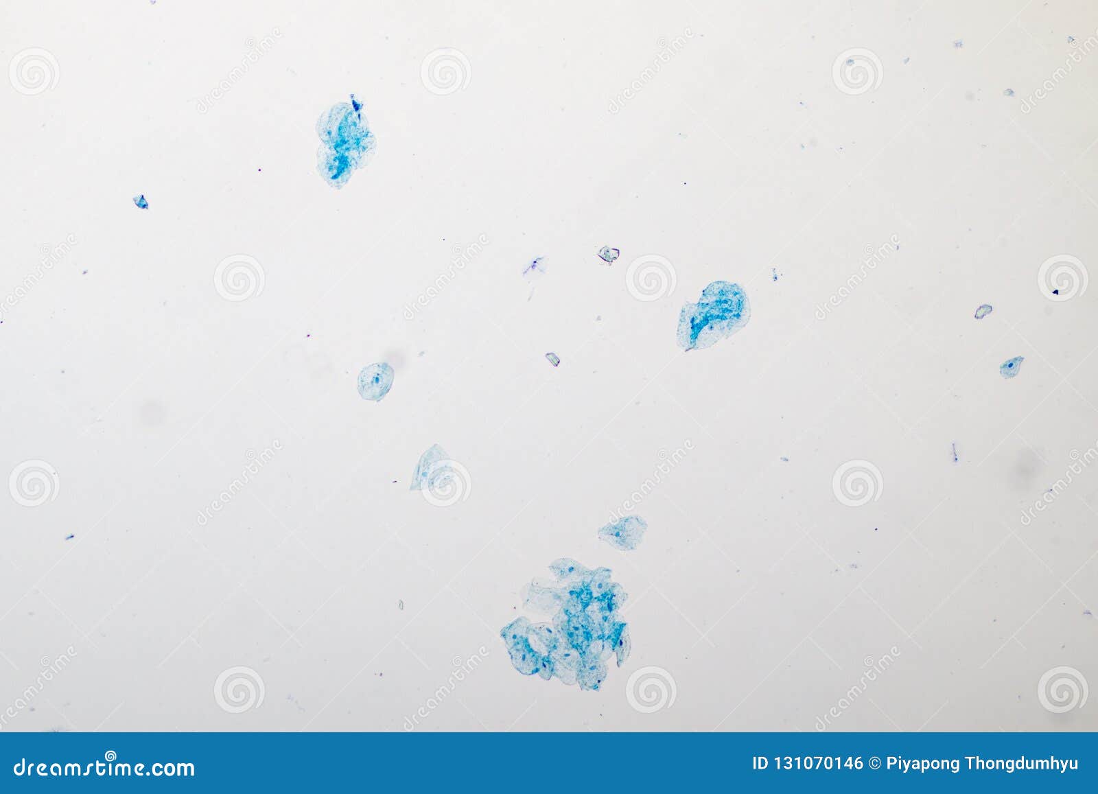 Human Epithelial Cells Light Microscope
