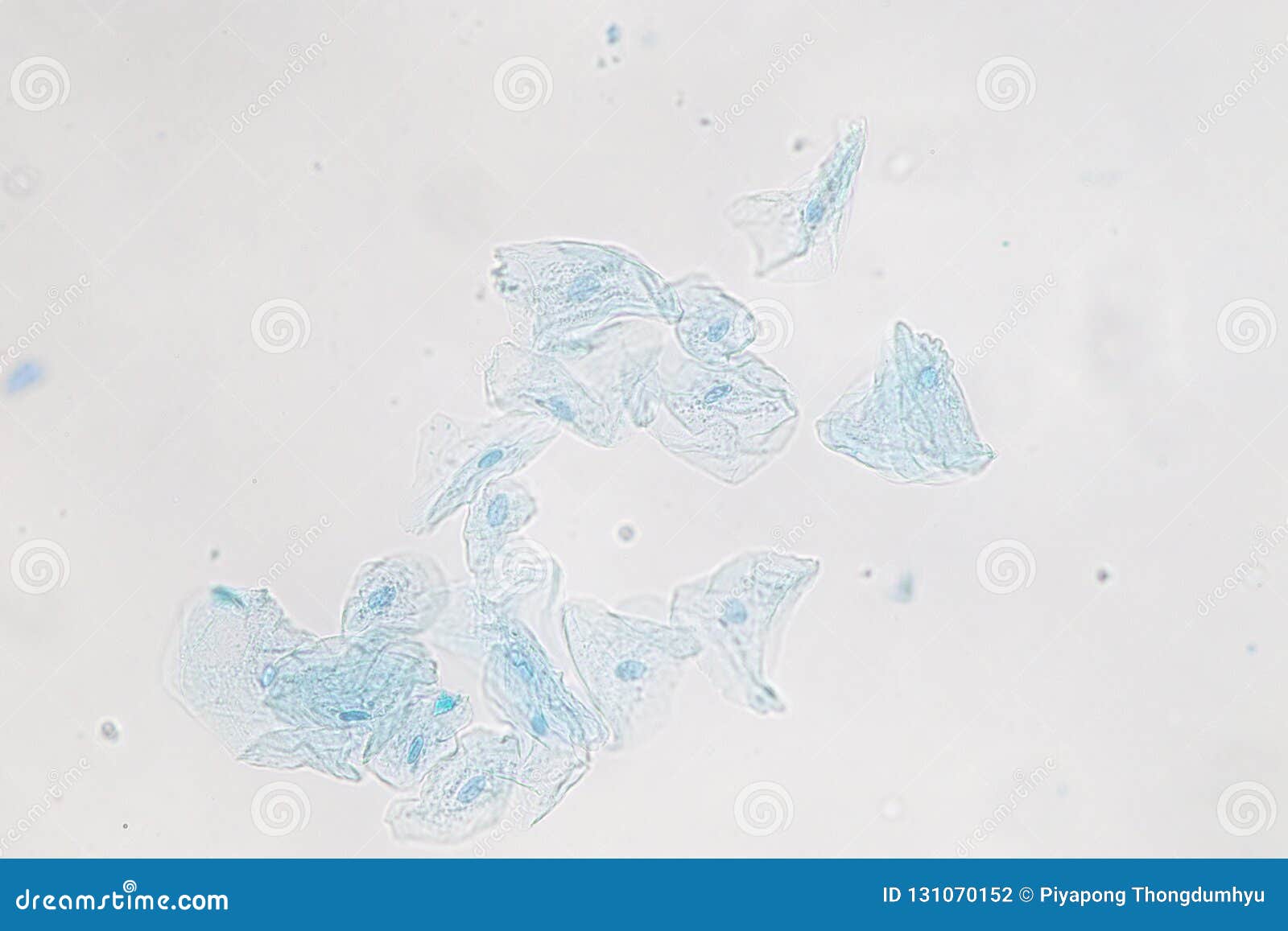Squamous Epithelial Cell Cell Structure of Human Under Microscope View ...