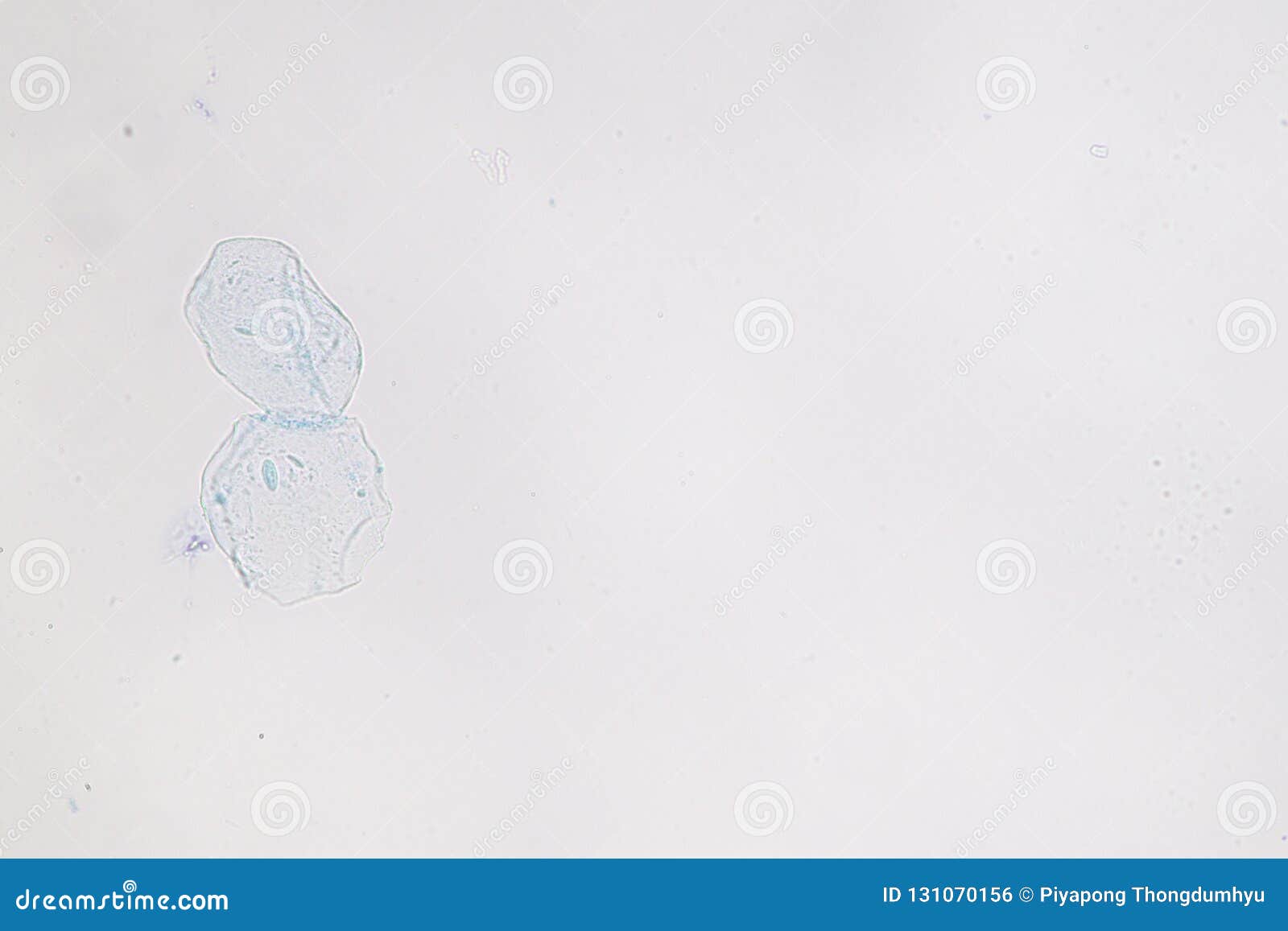 Squamous Epithelial Cell Cell Structure of Human Under Microscope View ...