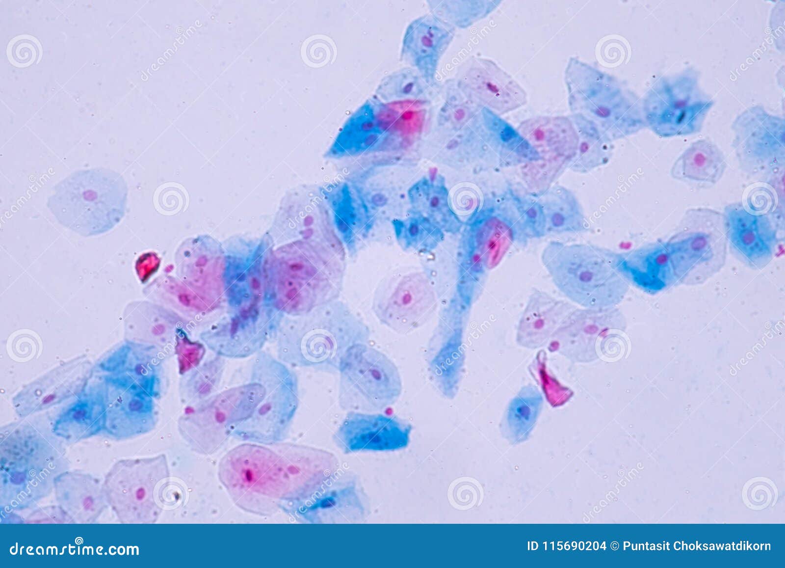 Squamous Epithelial Cells Under Microscope View for Education Hi Stock Photo - Image of ...