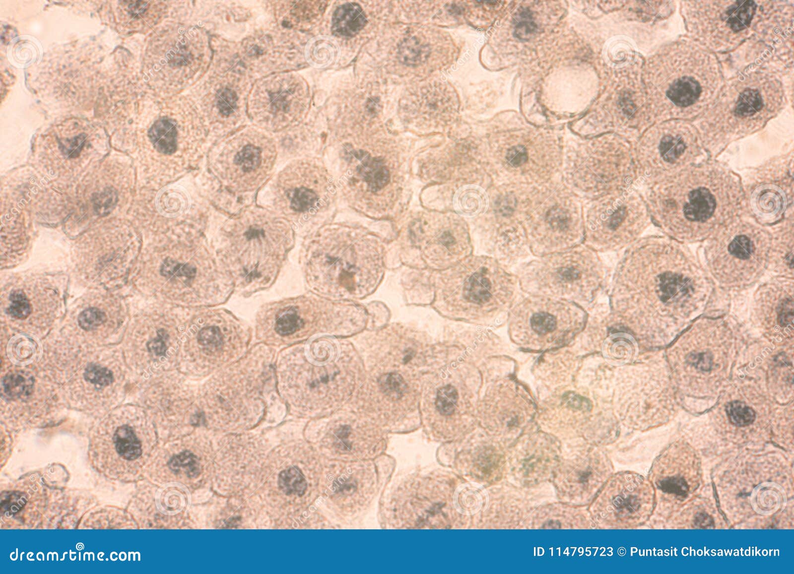 Epithelial Tissue Under Microscope Epithelial Tissue: Definition,