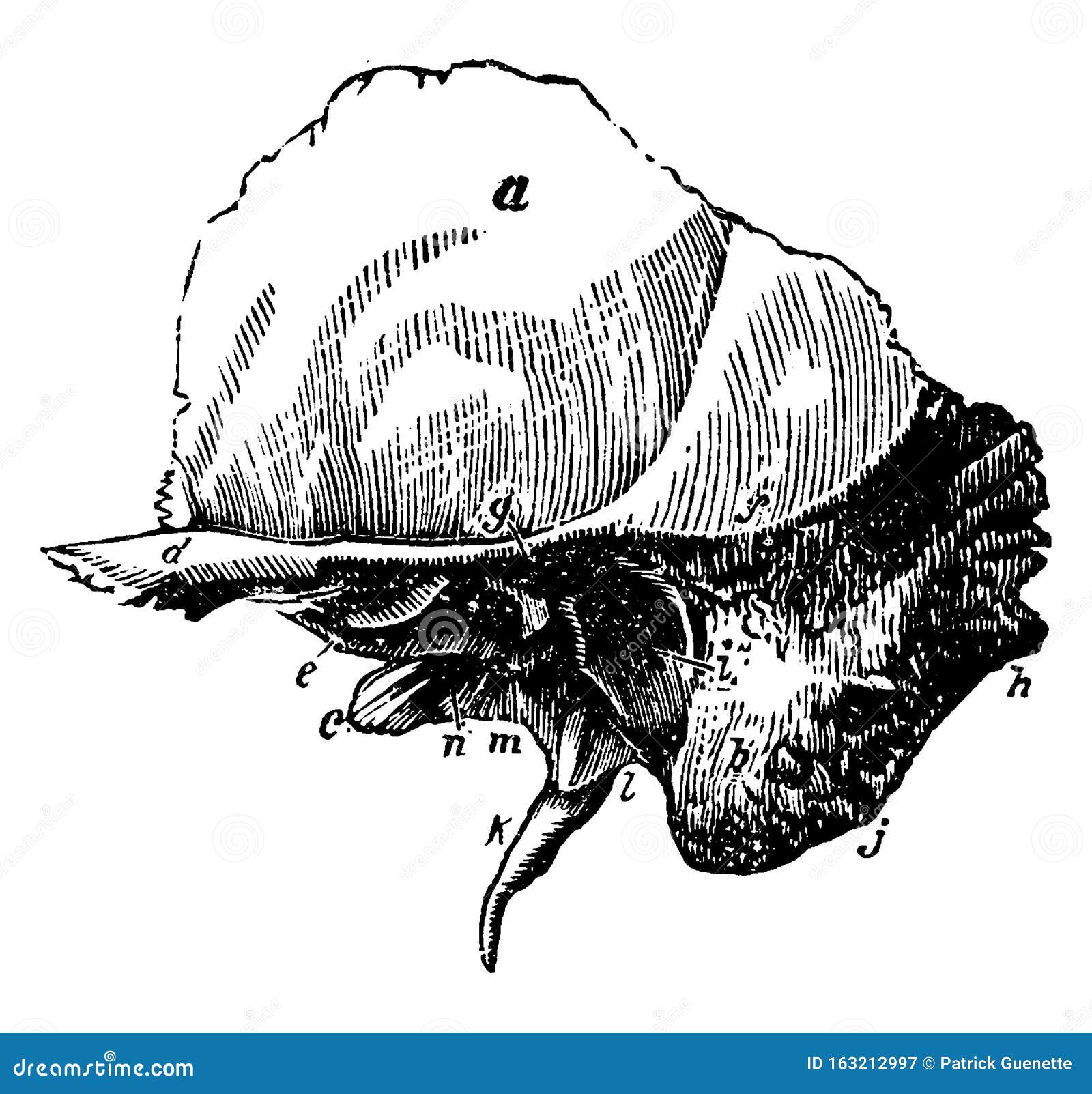 The Temporal Bone Royalty-Free Cartoon | CartoonDealer.com #45274535