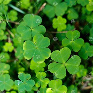 Square Background of Green Forest Clover Stock Image - Image of square ...