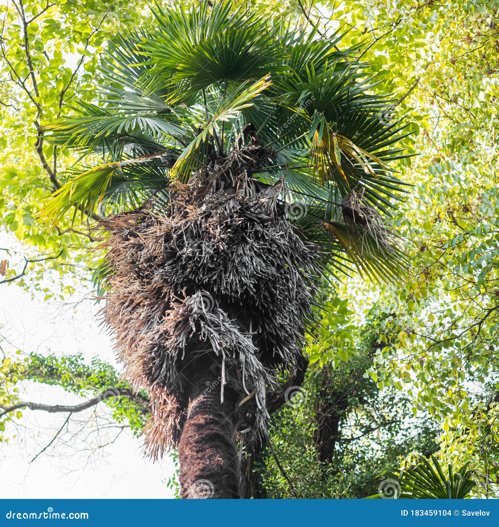 Square Background with Palm Trees with Large Green Leaves Stock Photo ...