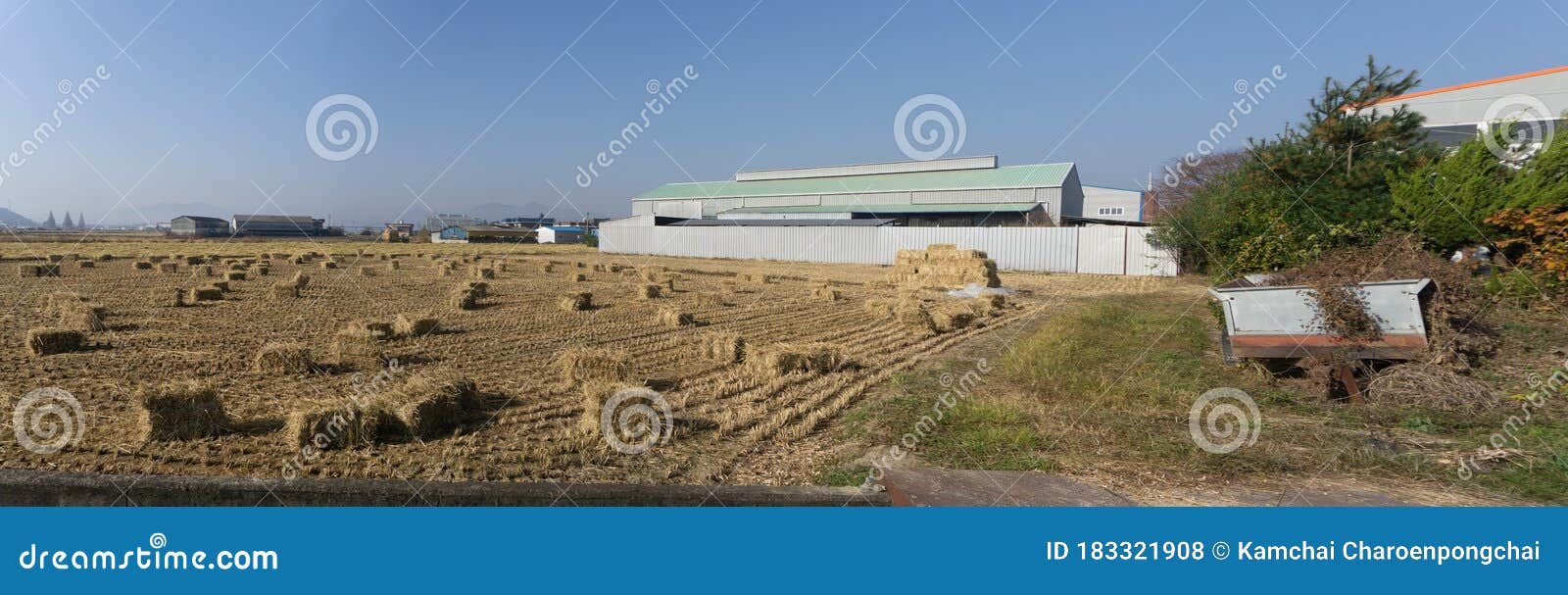 Square Bales of Rice Hay Across the Field with Modern Barn in the Back ...