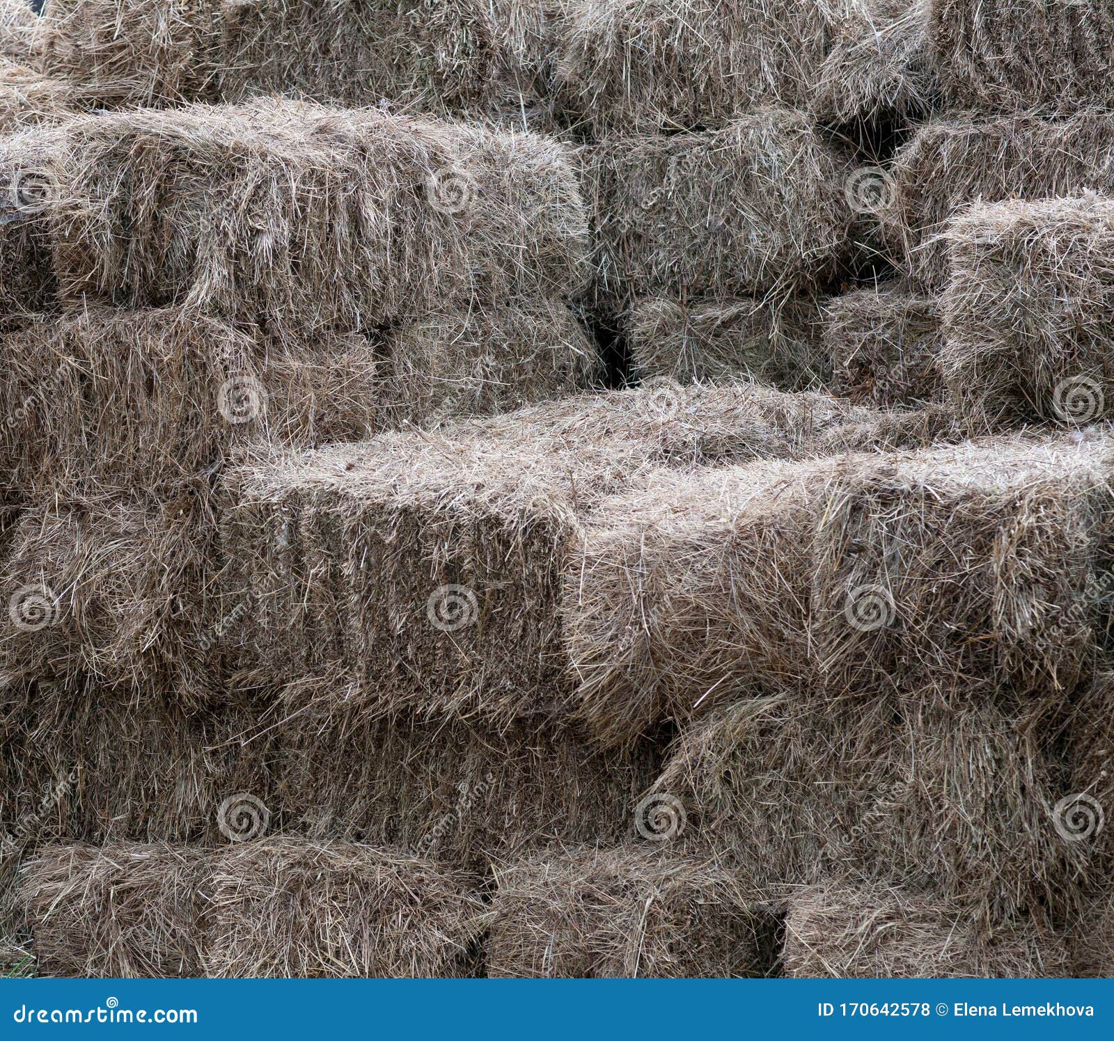 Square Blocks of Pressed Hay in the Hayloft. Stock Photo - Image of ...