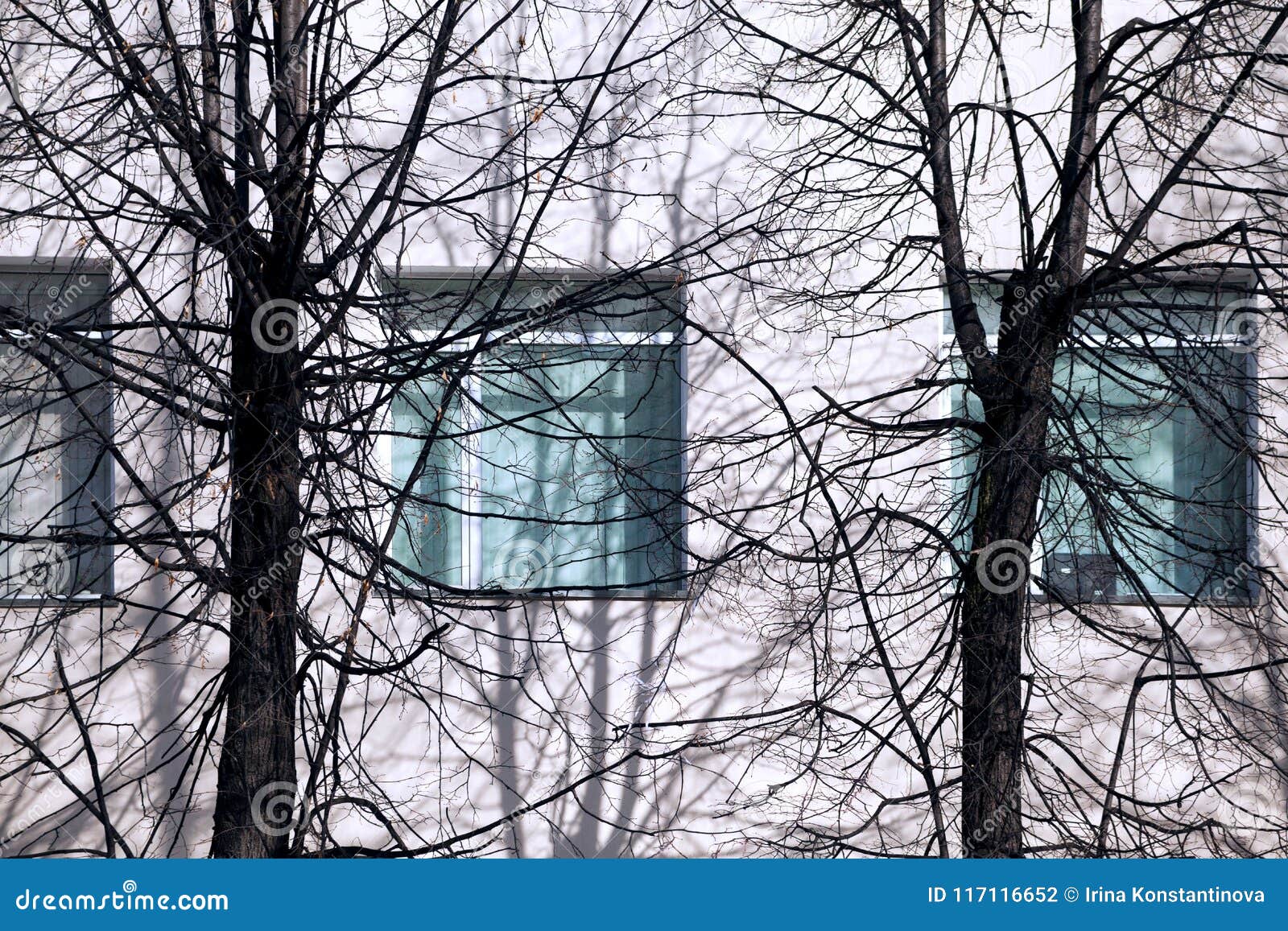 Square Blue Windows and Leafless Trees. Stock Photo - Image of geometry ...