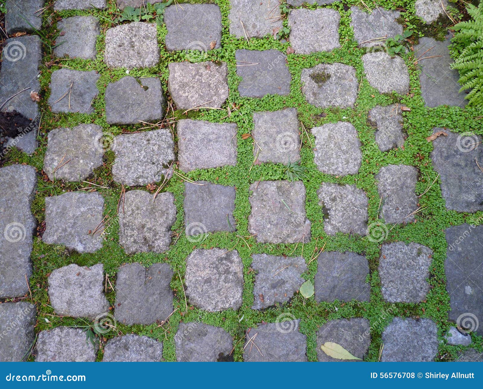 Square brick path stock photo. Image of wall, stonemason - 56576708