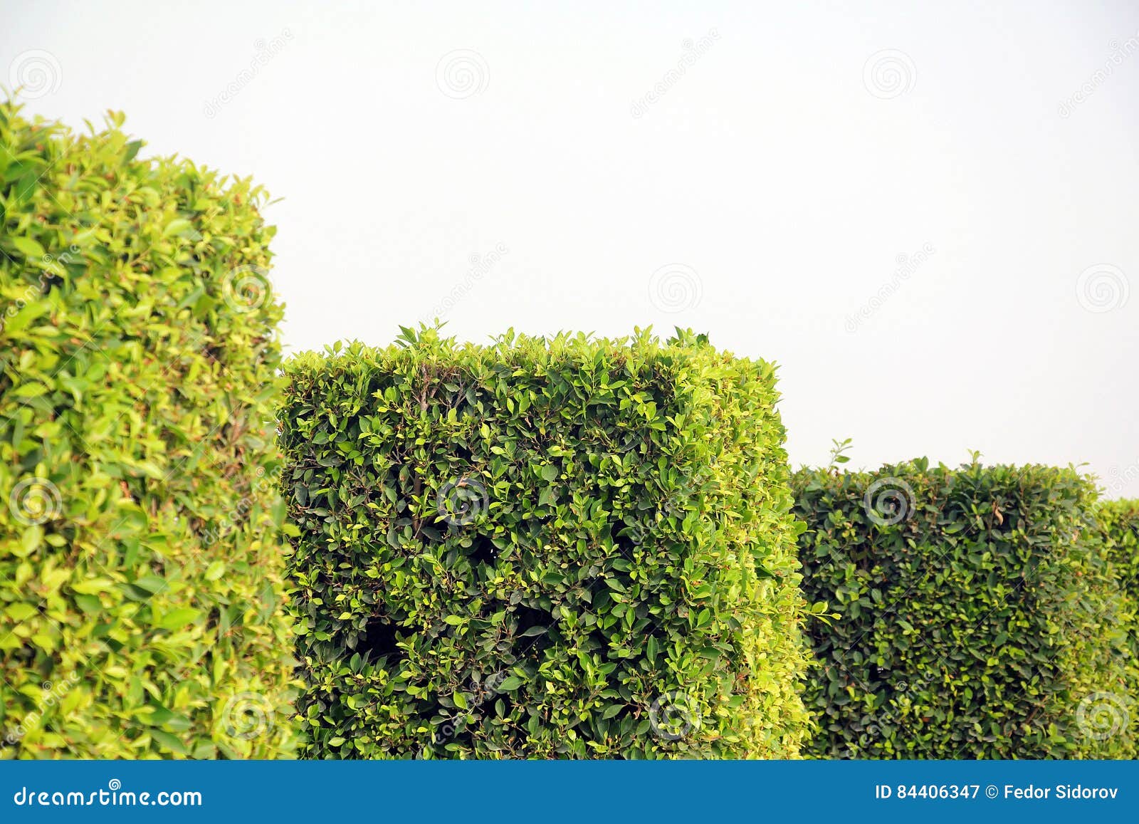 Square bushes in a park stock image. Image of bush, geometric - 84406347