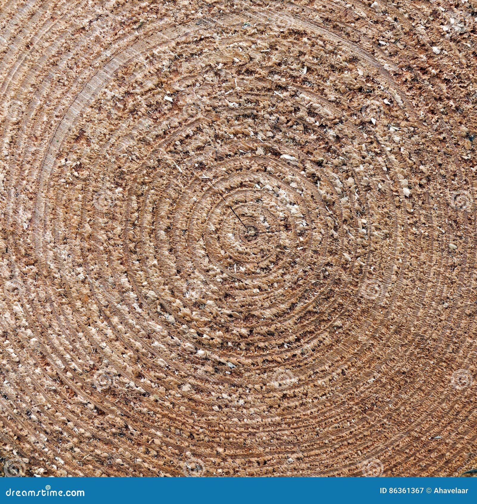 Square Closeup of Cut Spruce Tree Trunk Stock Image - Image of circle ...
