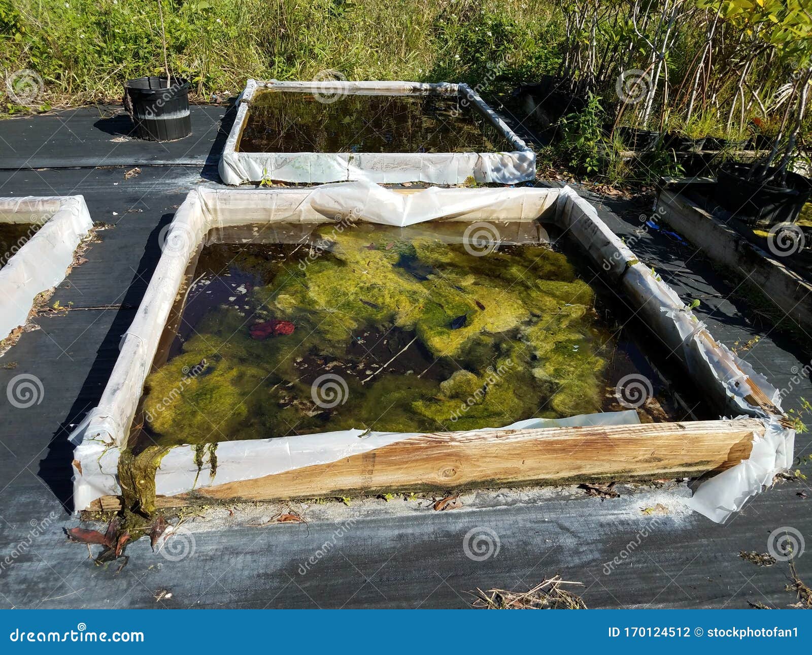 Square Container with Thick Green Algae and Water Stock Photo - Image ...