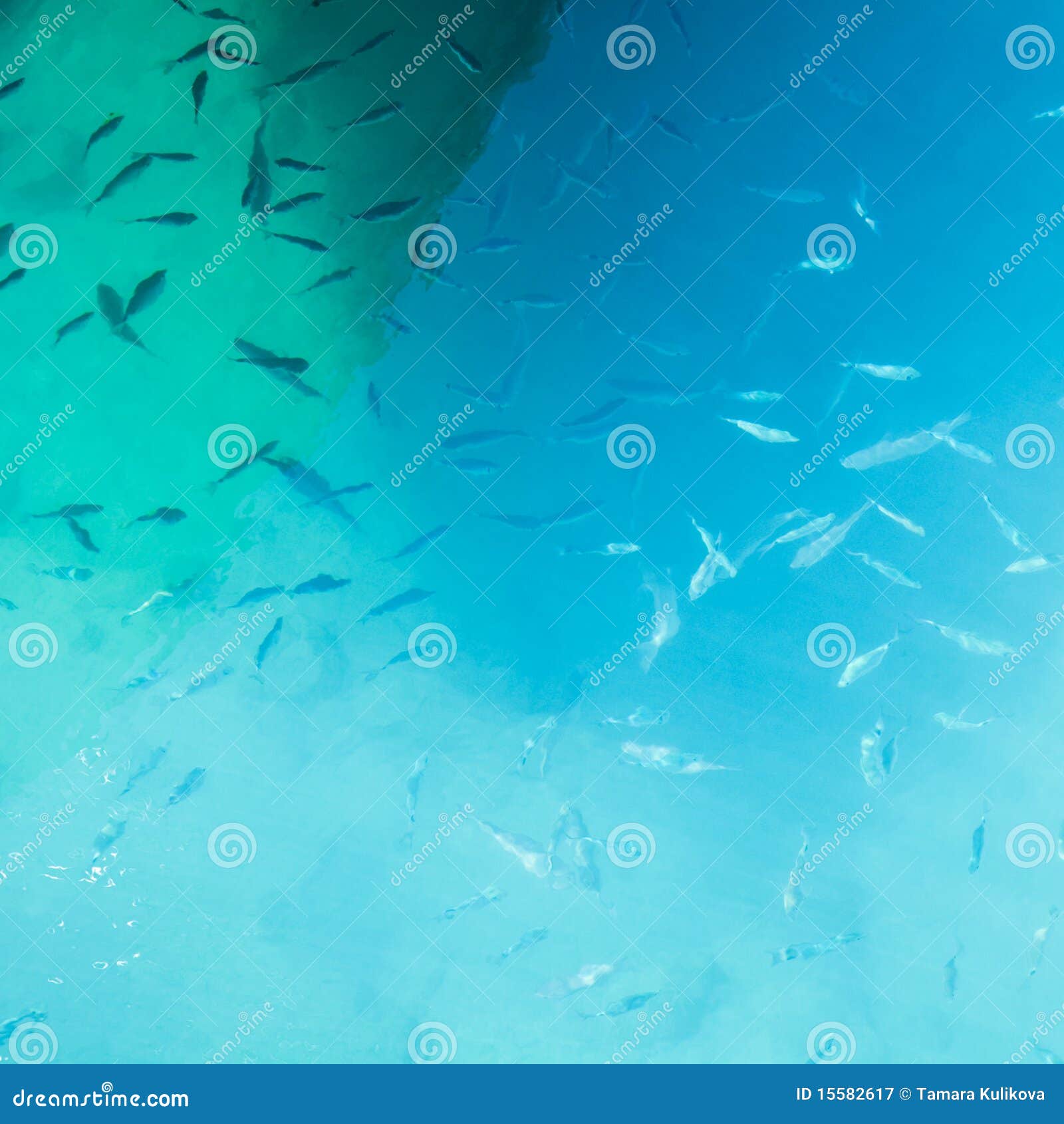 Square fish abstract, stock image. Image of shiny, distorted - 15582617