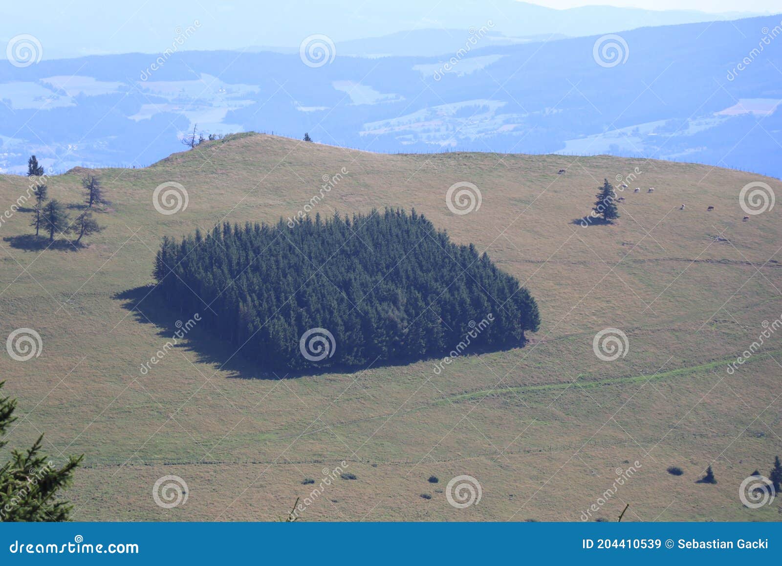 Square forest stock image. Image of sommeralm, stoakoglhutte - 204410539