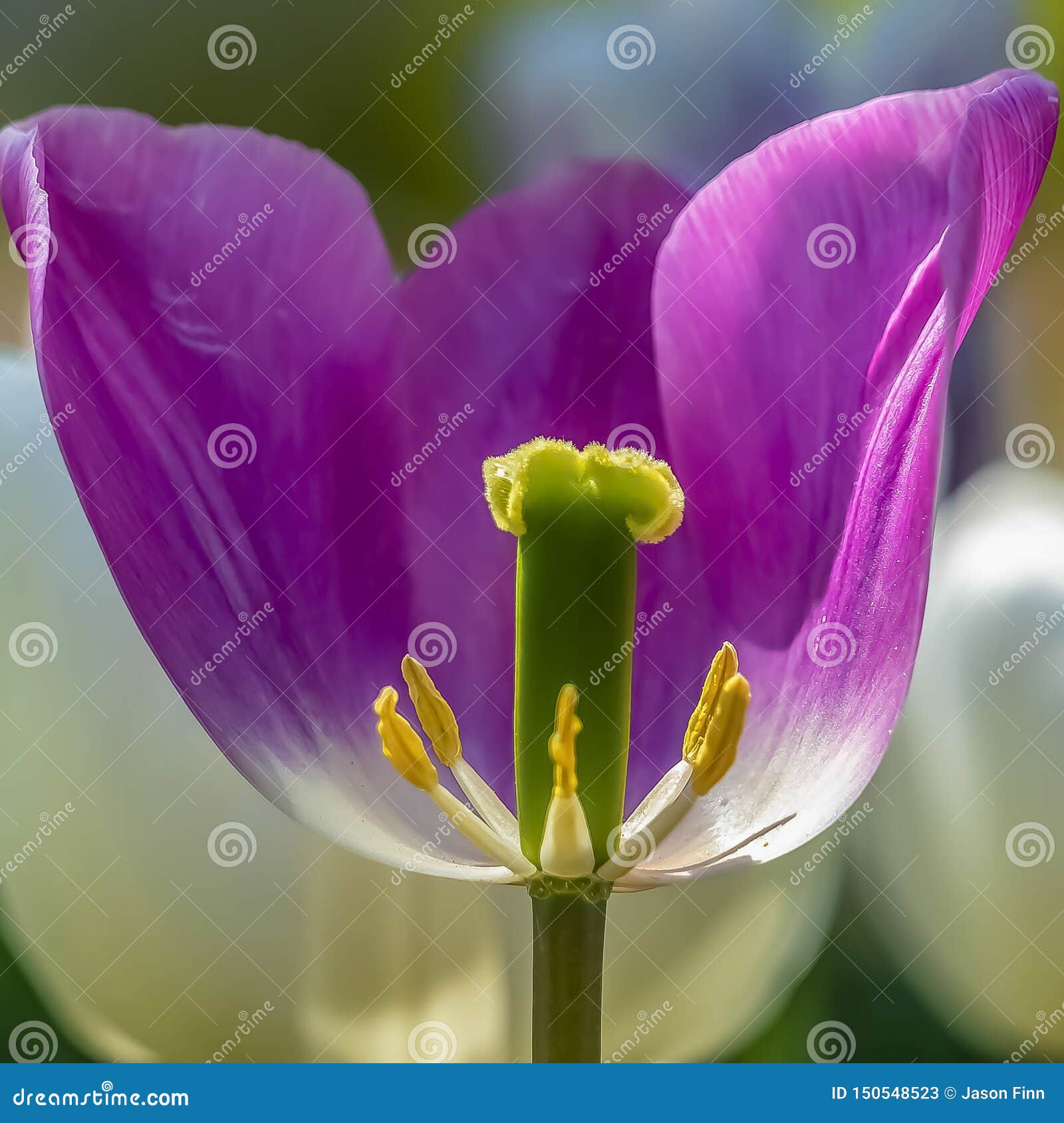 595 Tulip Organs Stock Photos - Free & Royalty-Free Stock Photos from ...