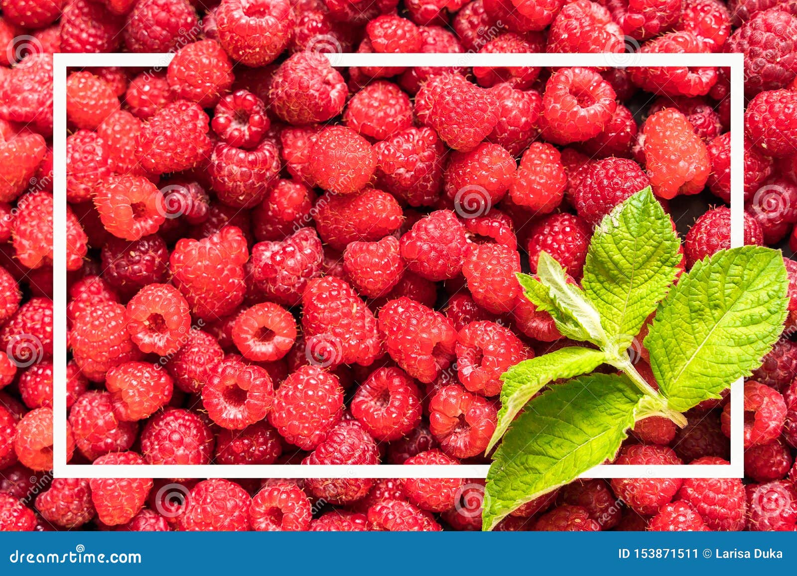 Square Frame, Creative Layout Made with Fresh Ripe Raspberry. Summer ...