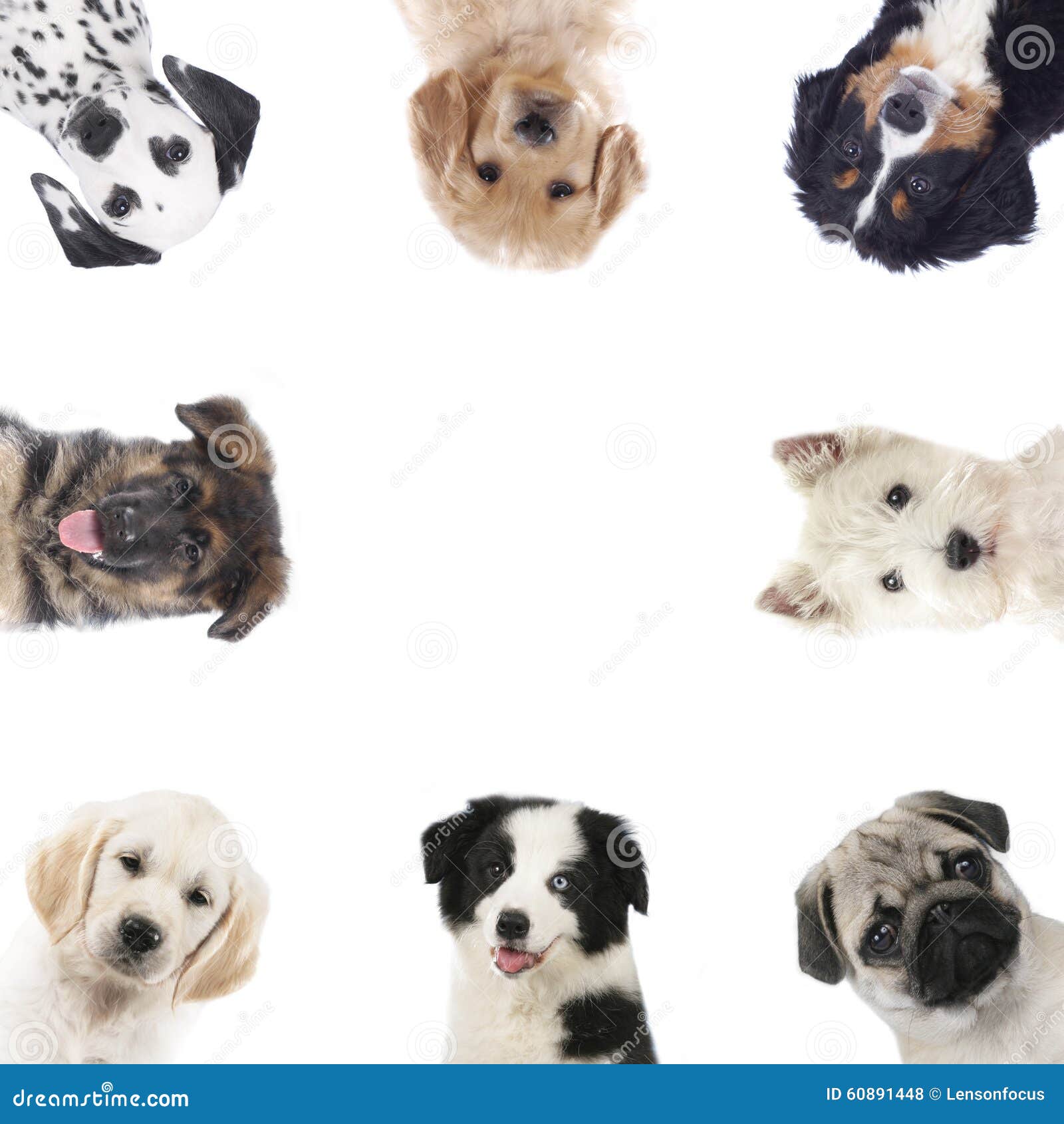 Square Frame of Different Puppies,dogs Stock Photo - Image of puppies ...