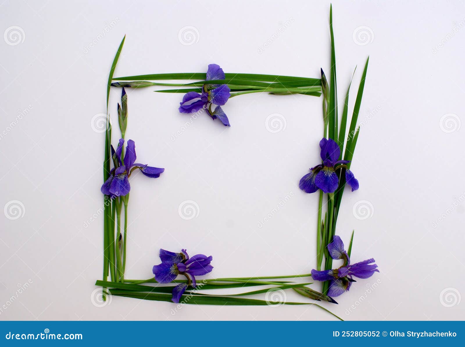 Square Frame for Inscriptions of Iris Flowers Stock Photo - Image of ...