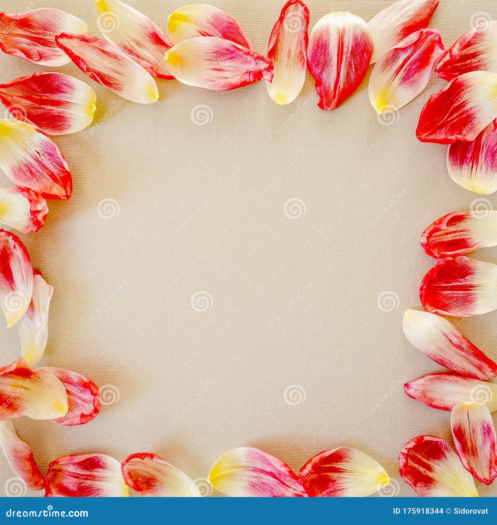 Square Frame Made of Colourful Tulip Petals Stock Photo - Image of ...