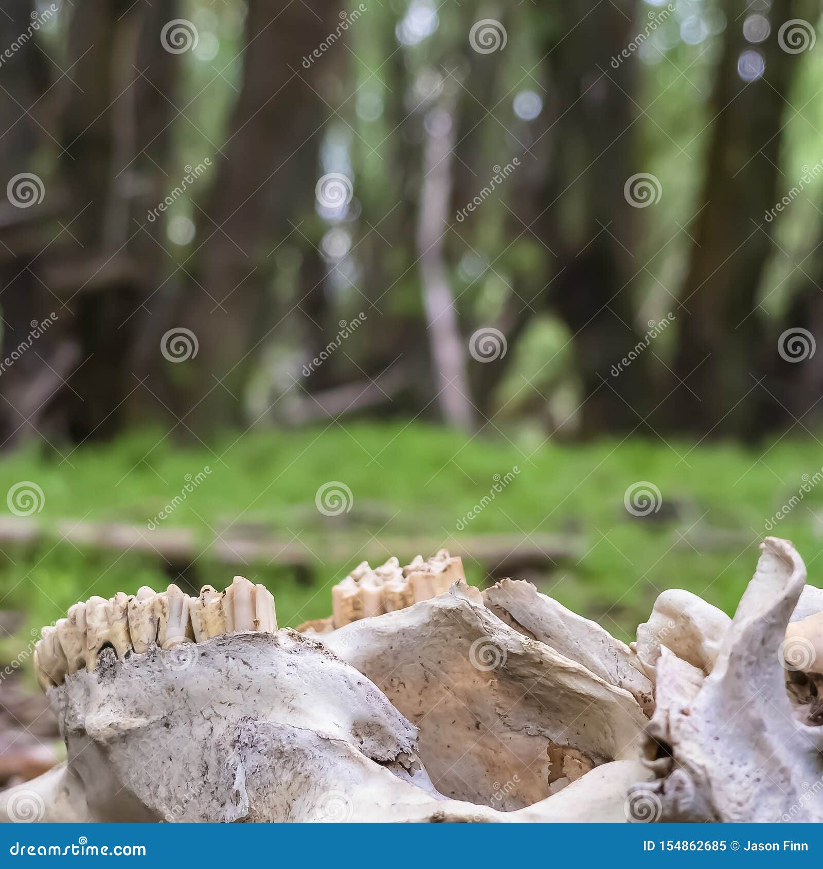 Square Frame White Skull of a Dead Animal in the Wilderness Against ...