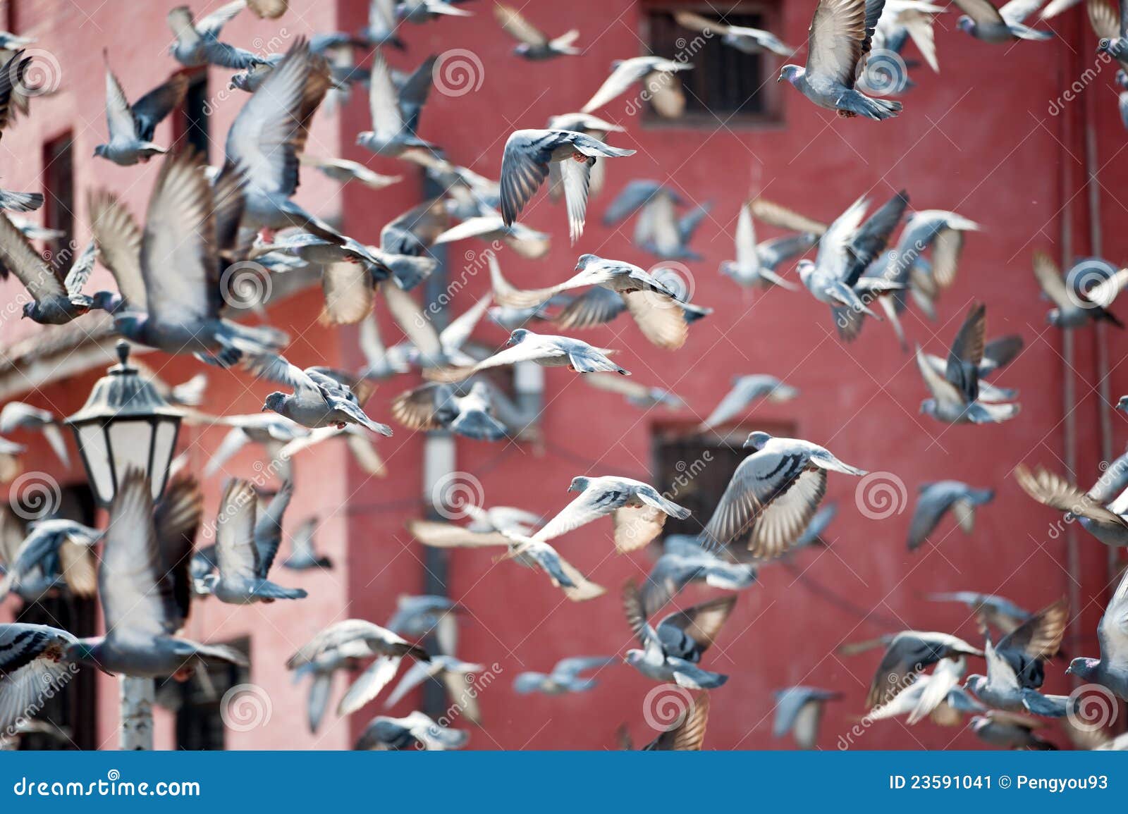 Square in a Group of Flying Pigeon, Nepal Stock Image - Image of light ...