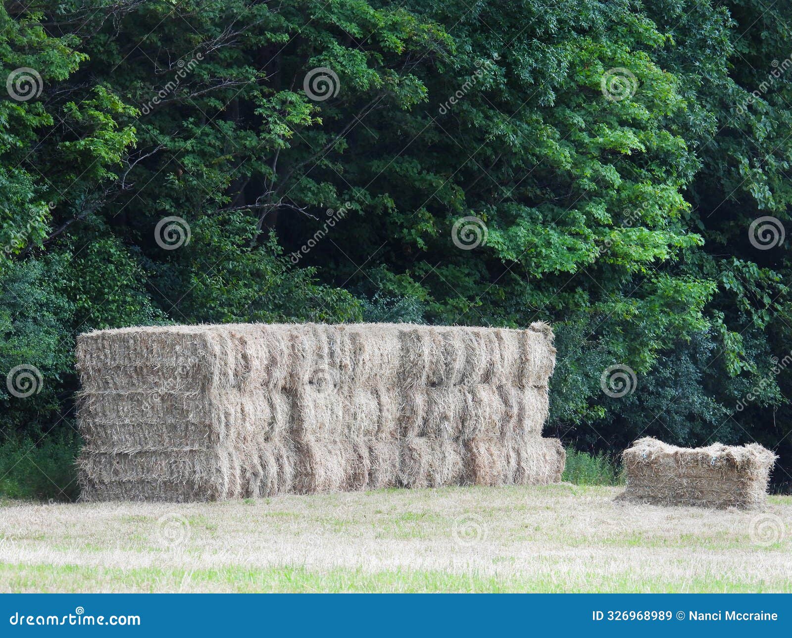 Rectangular Square Hay Bales Stacked in Field Waiting for Transport ...