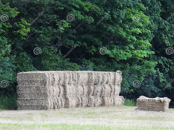 Rectangular Square Hay Bales Stacked in Field Waiting for Transport ...