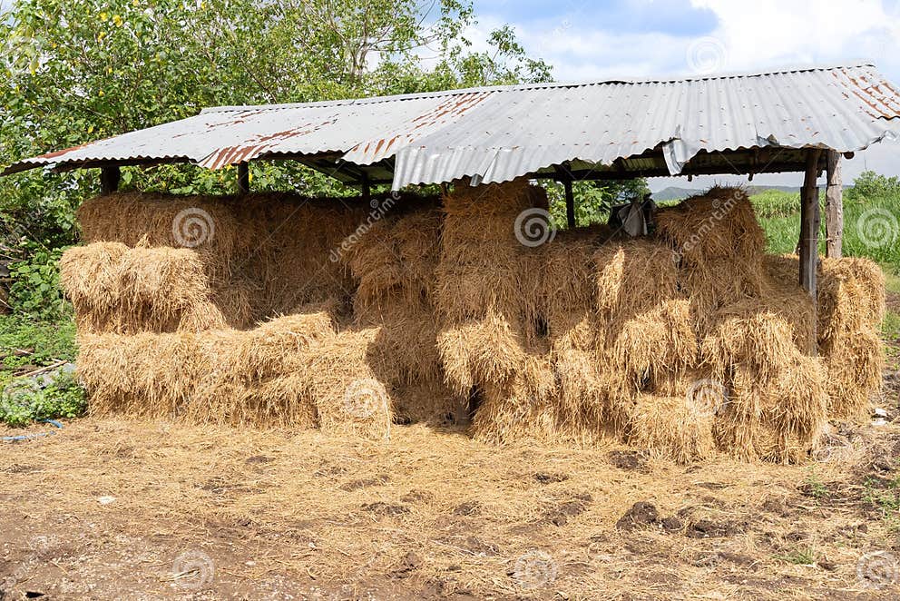 Square Hay Bale Hay Stack in Small Hay Barn Stock Image - Image of ...