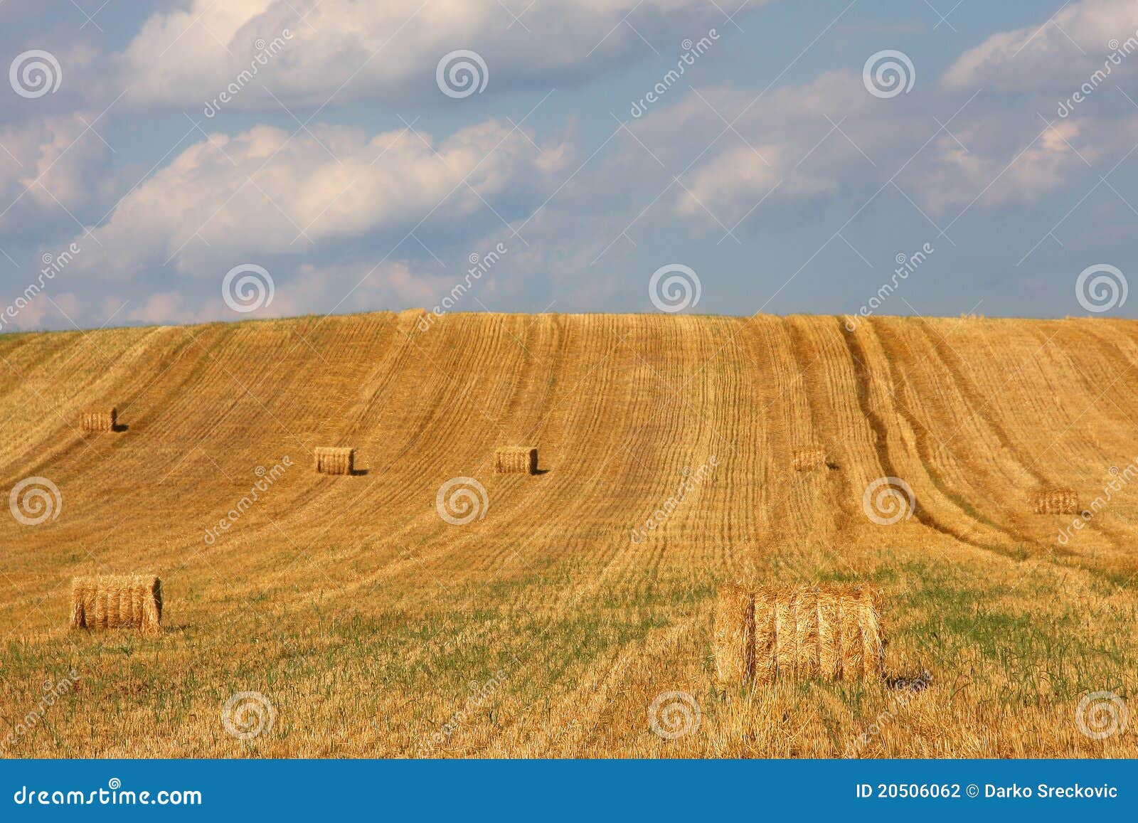Square hay bales stock photo. Image of nature, grow, food - 20506062